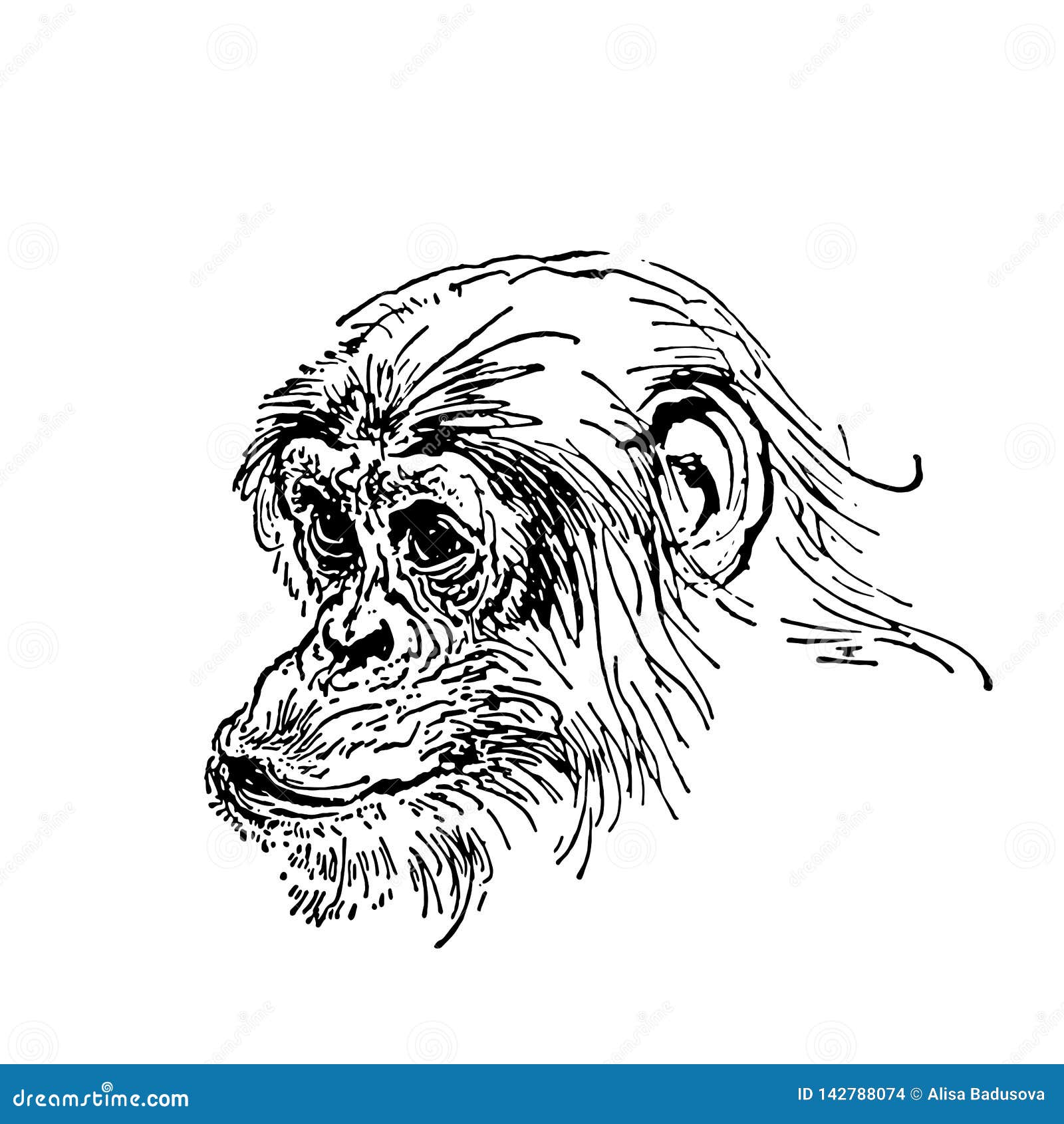 Vector Hand Drawn Sketch of Monkey Isolated on White Background Stock ...