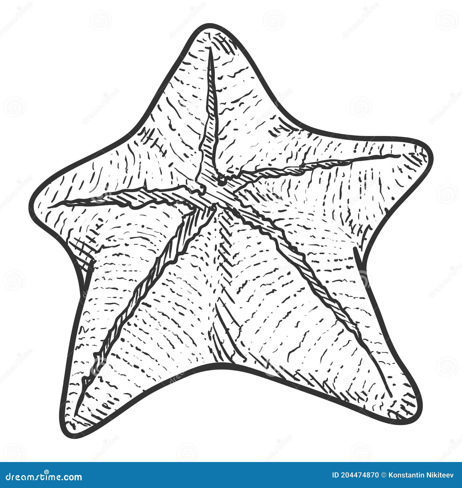 Vector Hand Drawn Sketch Starfish Stock Vector - Illustration of sign ...