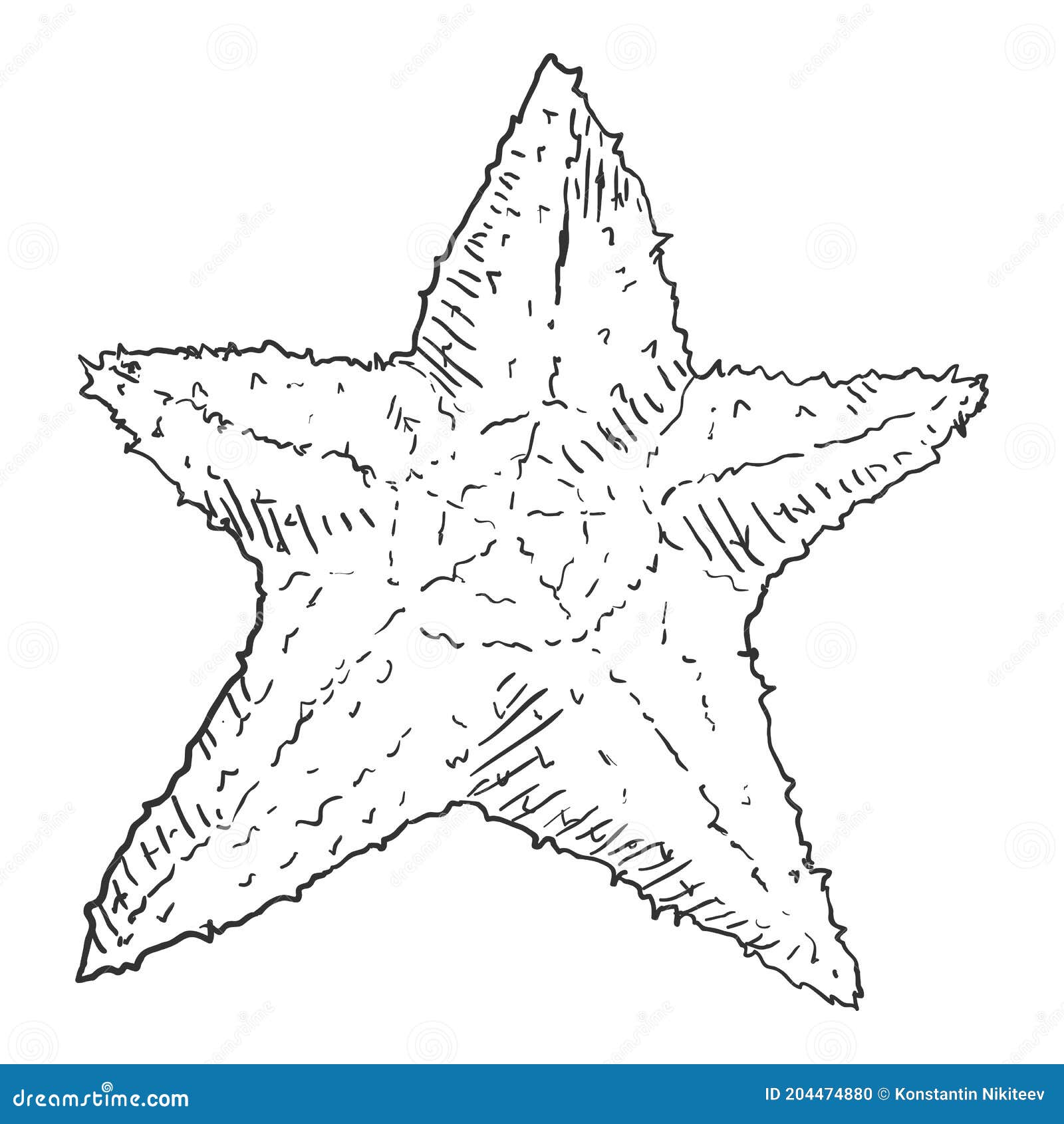 Vector Hand Drawn Sketch Starfish Stock Vector - Illustration of ...