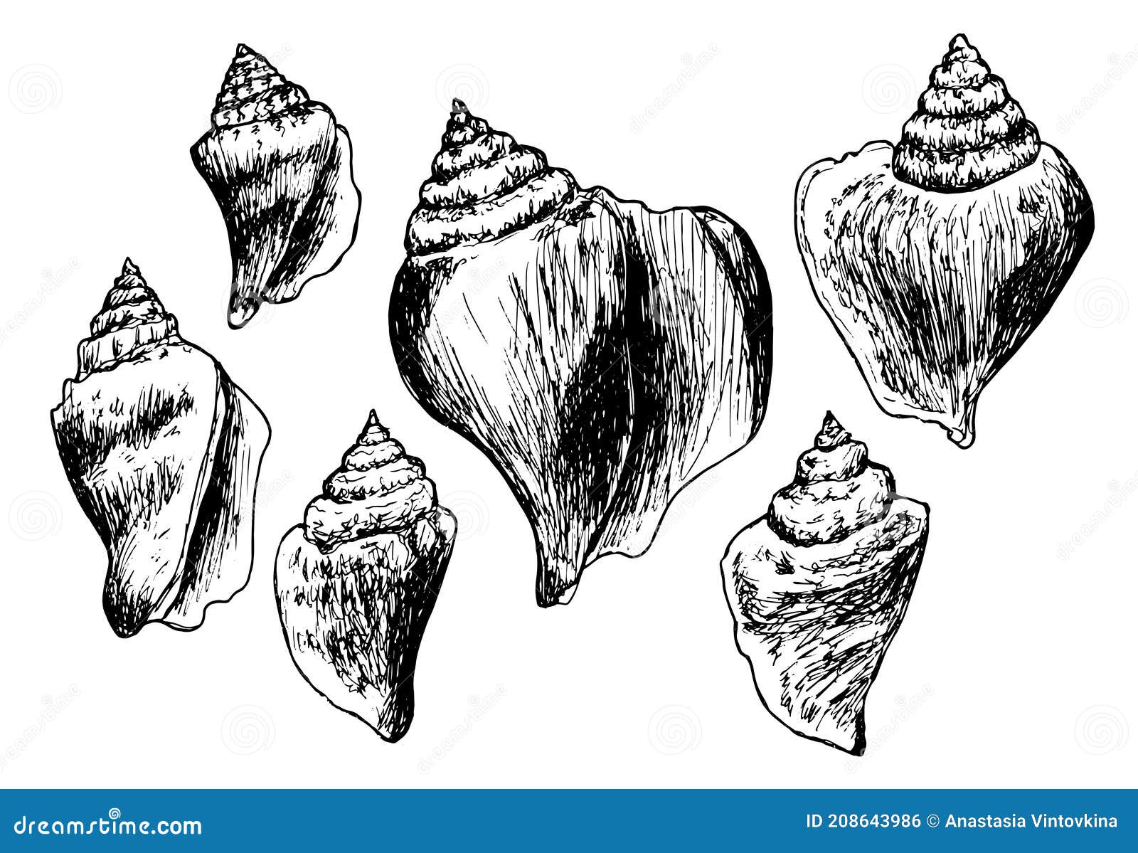 Vector Hand-drawn Sketch Style Set of Different Shells, Black Outline ...