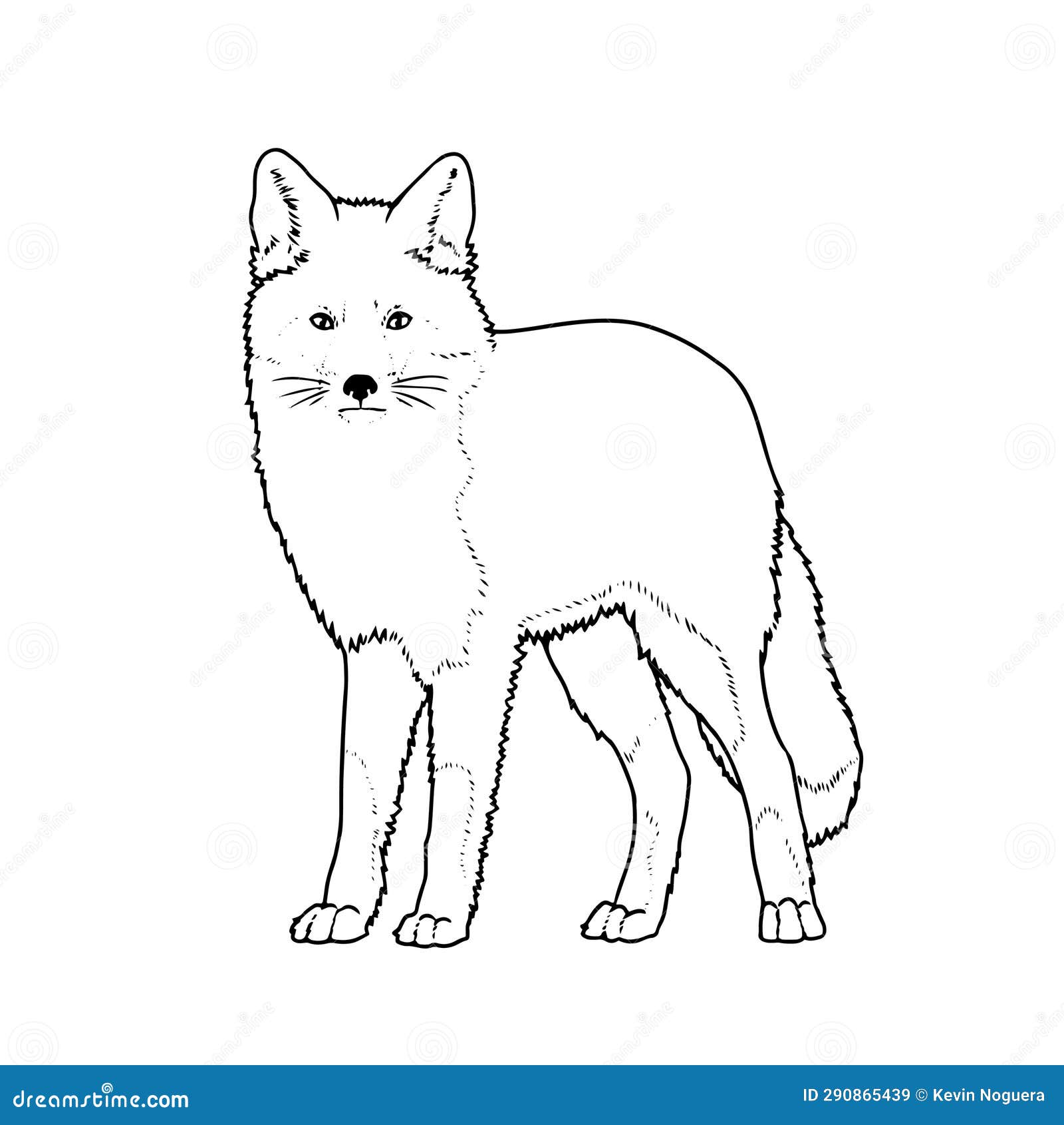 Vector Hand Drawn Standing Fox Outline Illustration Stock Vector ...