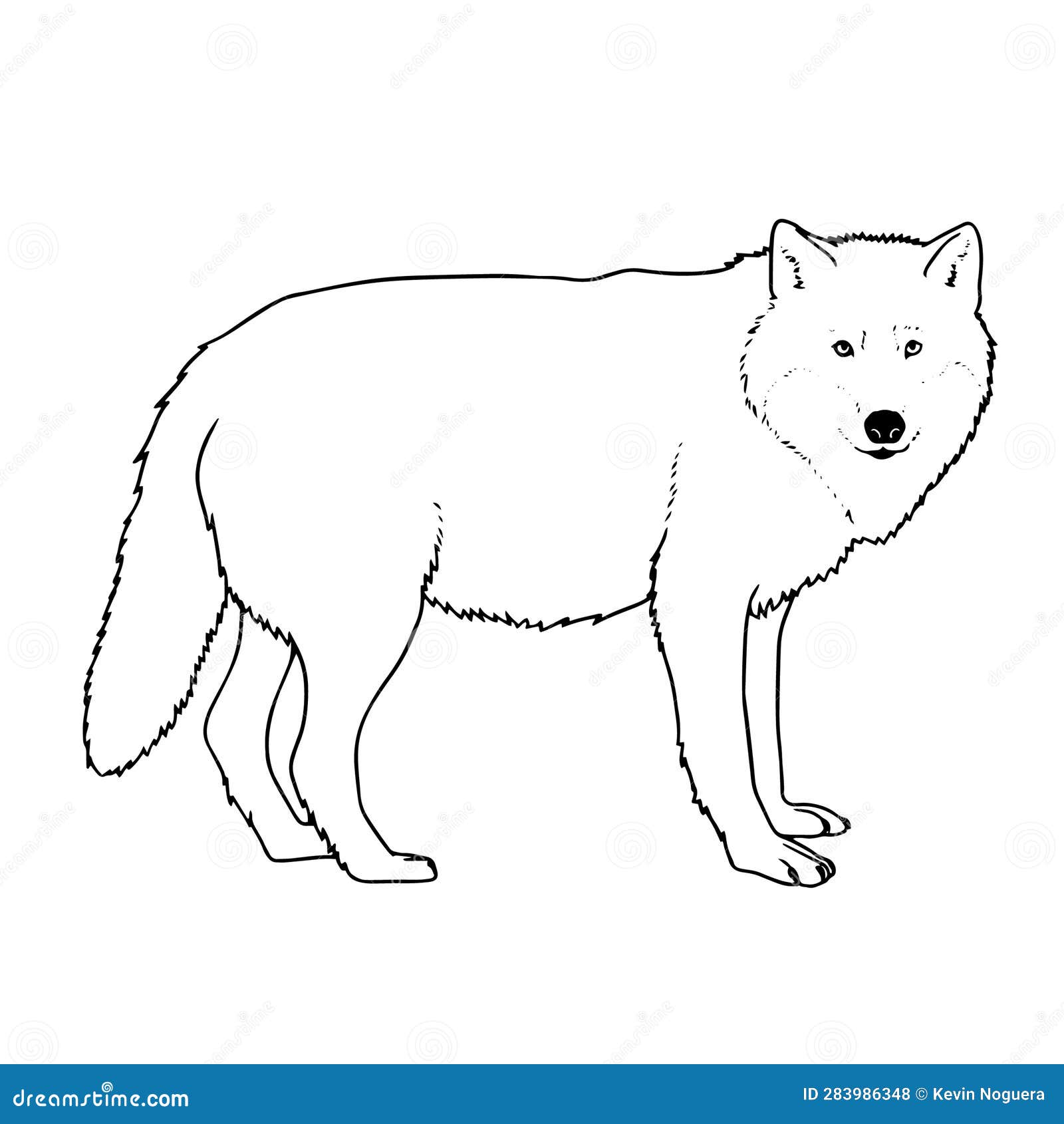 Wolf Outline Vector Illustration | CartoonDealer.com #18078878