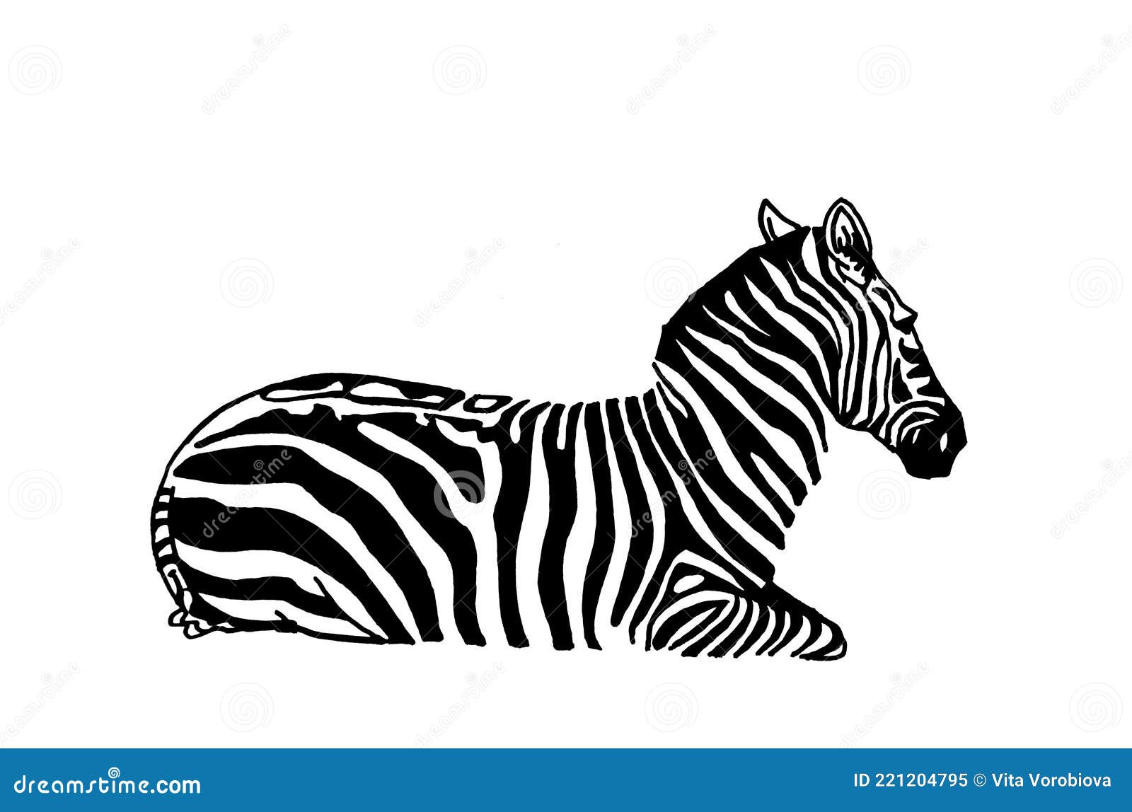 Vector Hand-drawn Zebra Isolated on White,illustration Stock ...