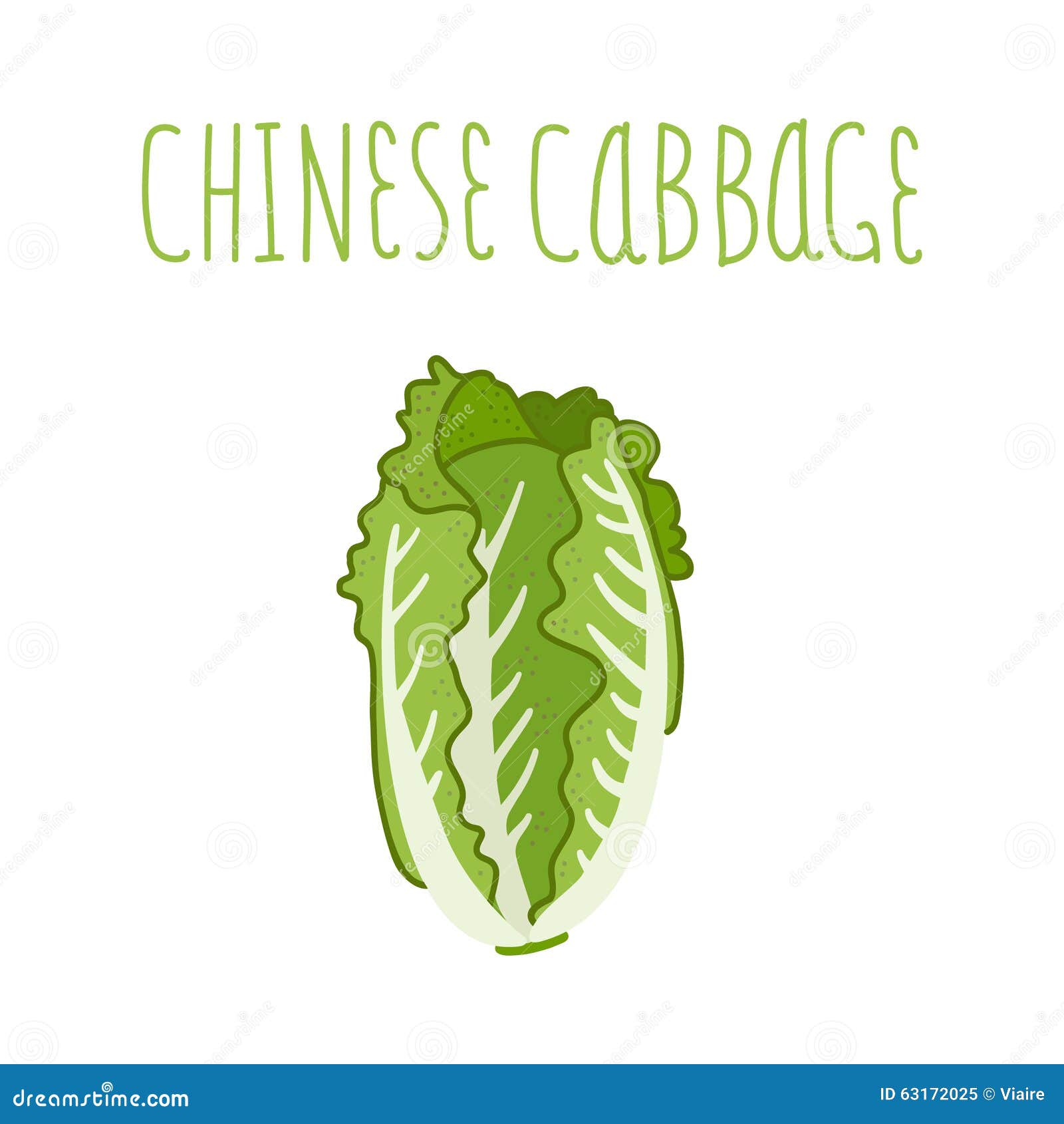 Vector Hand Gezeichneten Chinakohl Mit Der Aufschrift Vektor Abbildung ...