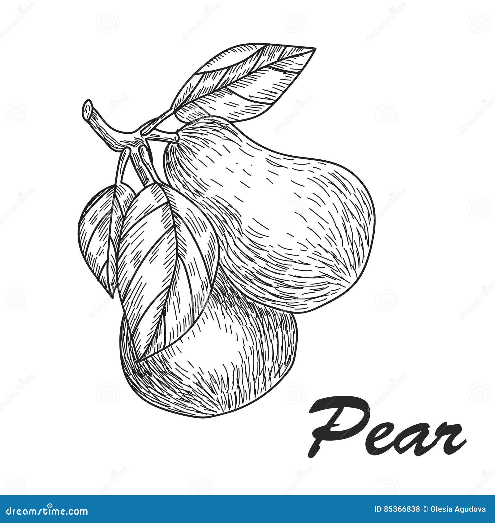 Vector Hand Made Sketch Illustration of Engraving Pear on a Branch ...