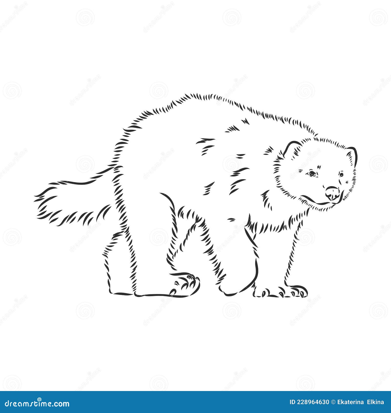 Vector Hand Sketch Drawing Illustration of a Wolverine Done in Black ...