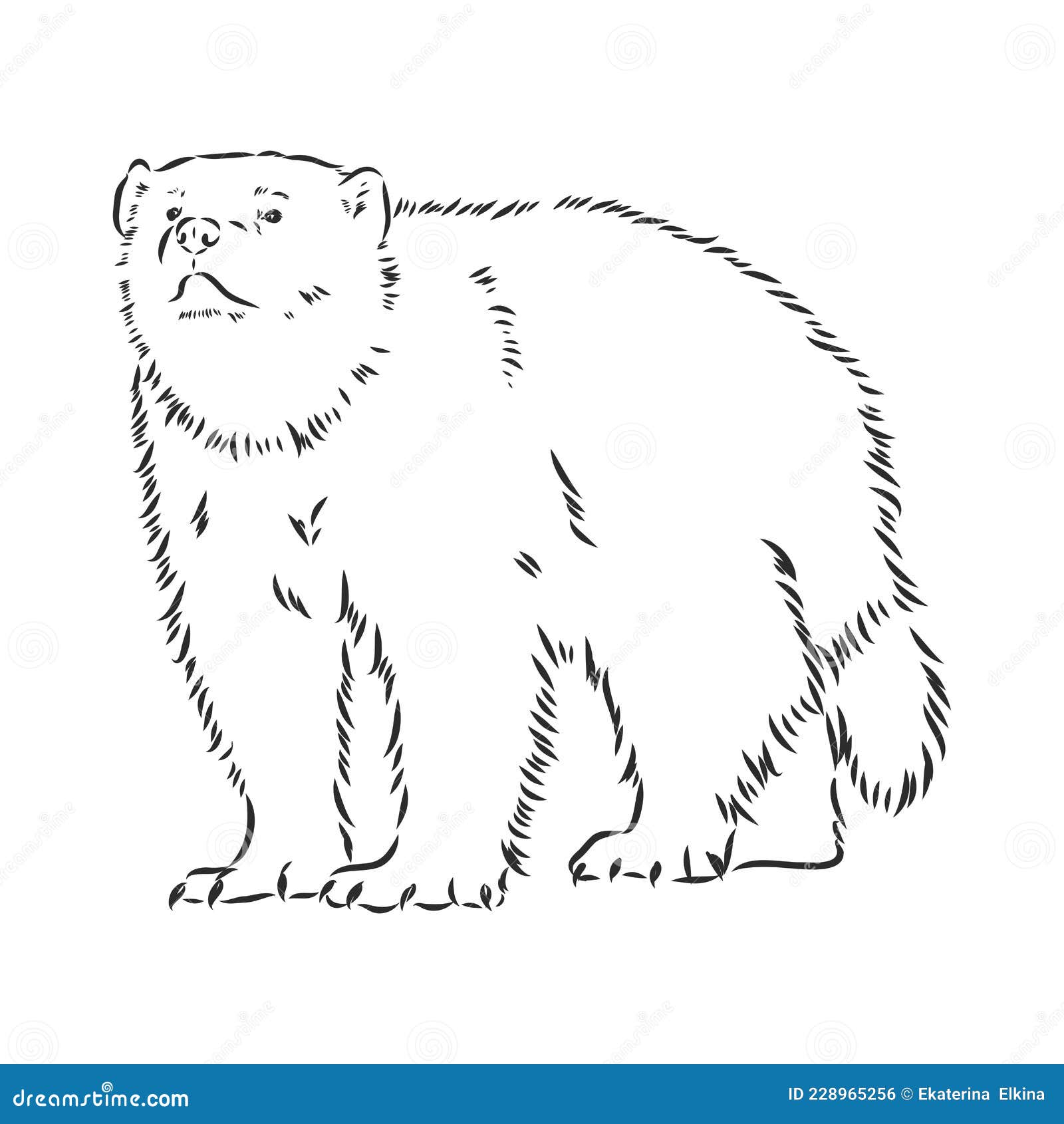 Vector Hand Sketch Drawing Illustration of a Wolverine Done in Black ...