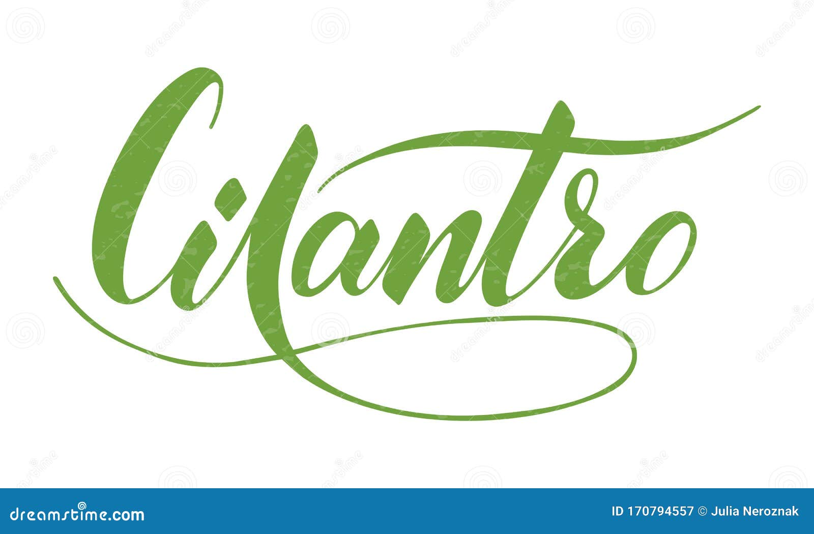 Vector Hand Written Cilantro Text Isolated on White Background Stock ...