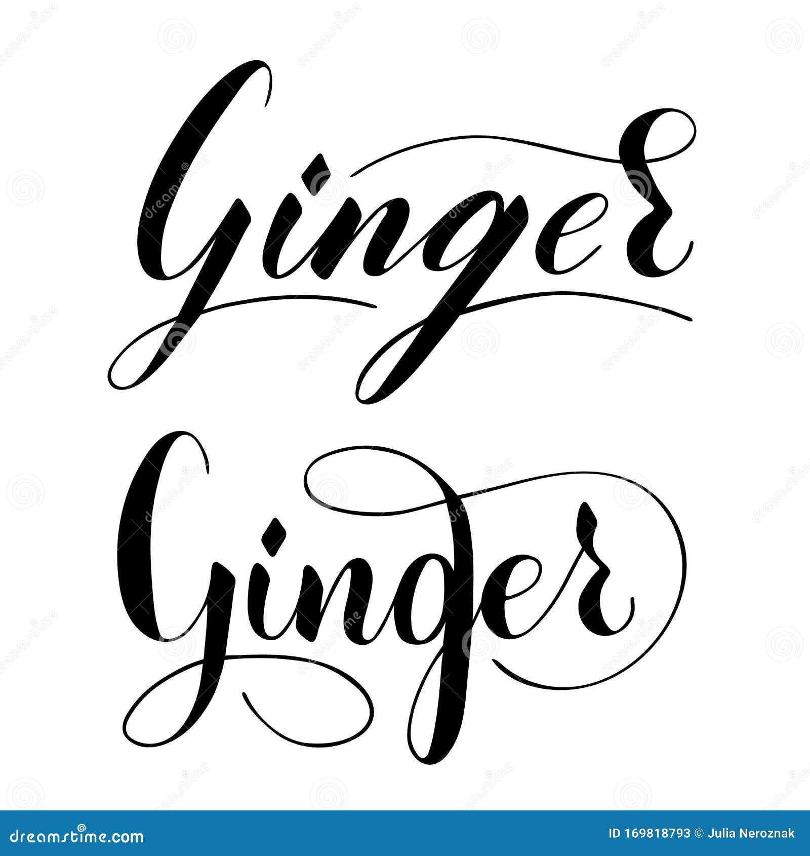 Vector Hand Written Ginger Text Isolated on White Background Stock ...