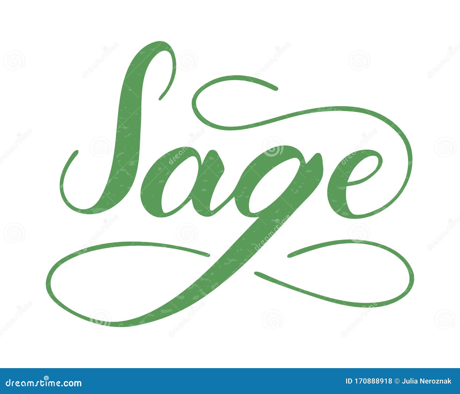 Vector Hand Written Sage Text Isolated on White Background Stock Vector ...