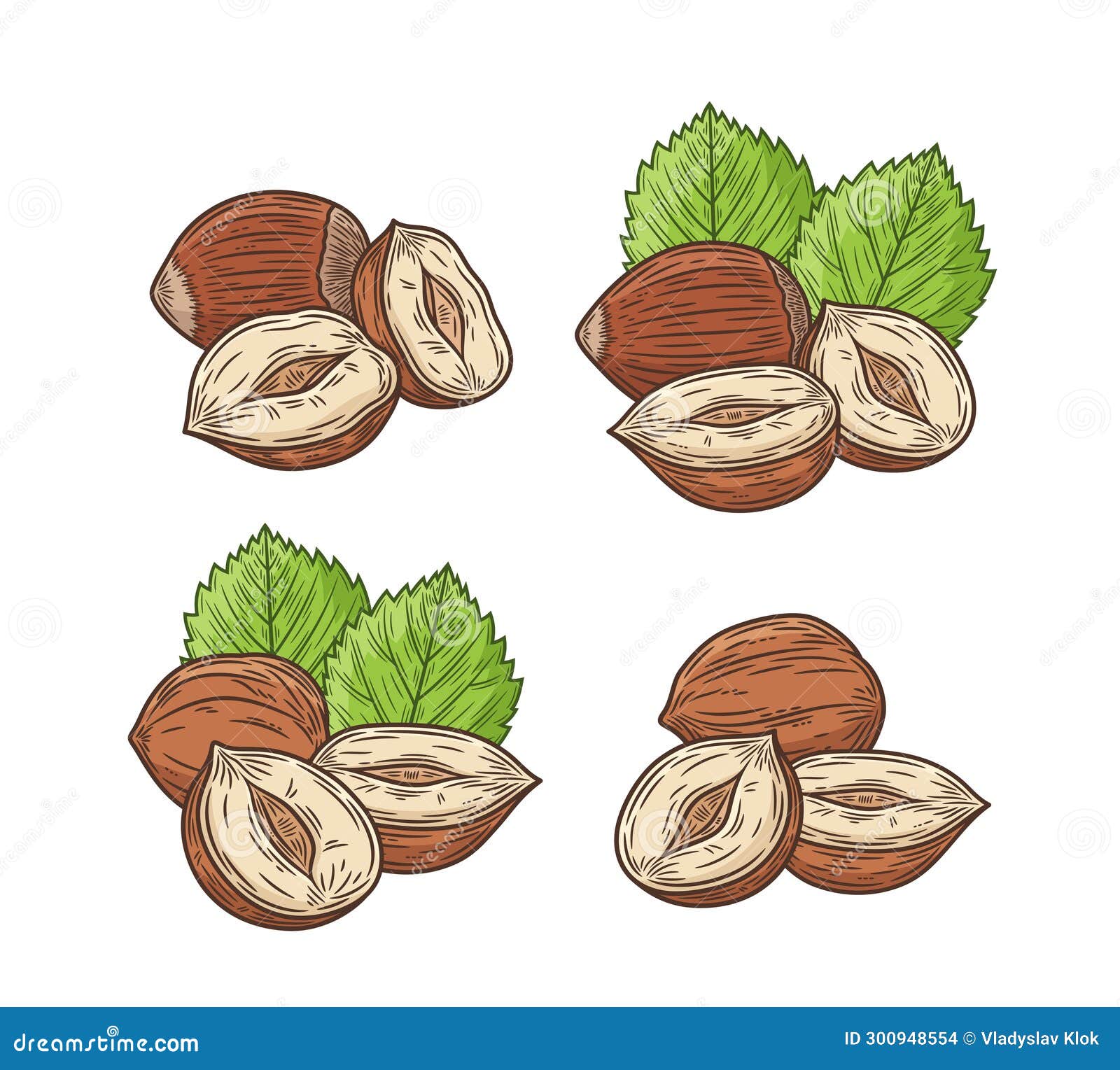 Vector Hazelnut Colorful Illustration Stock Illustration - Illustration ...