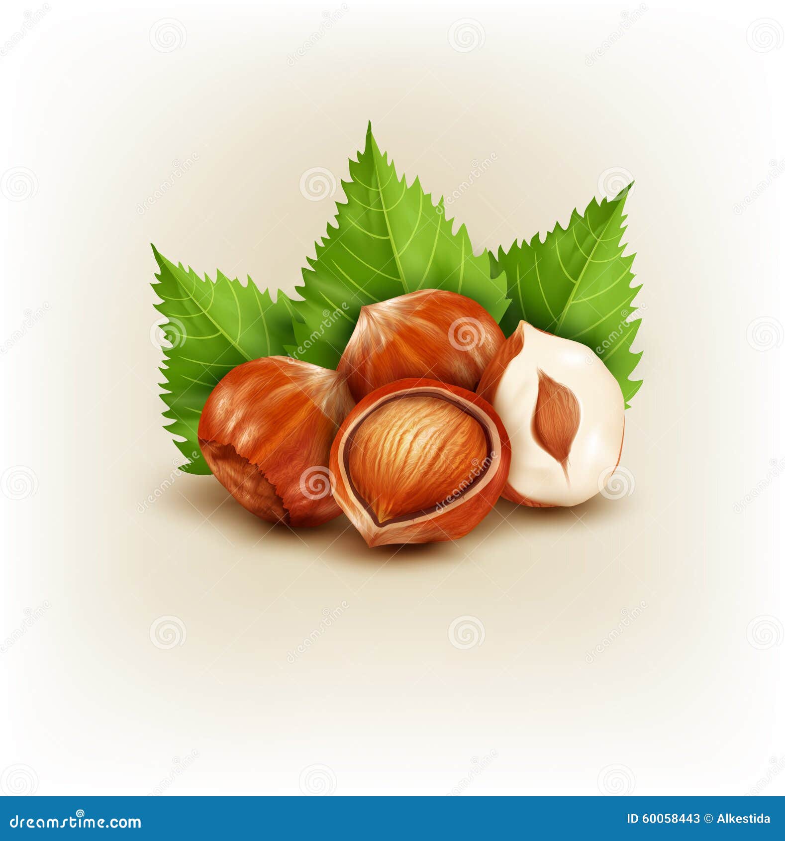 Vector hazelnut stock vector. Illustration of design - 60058443