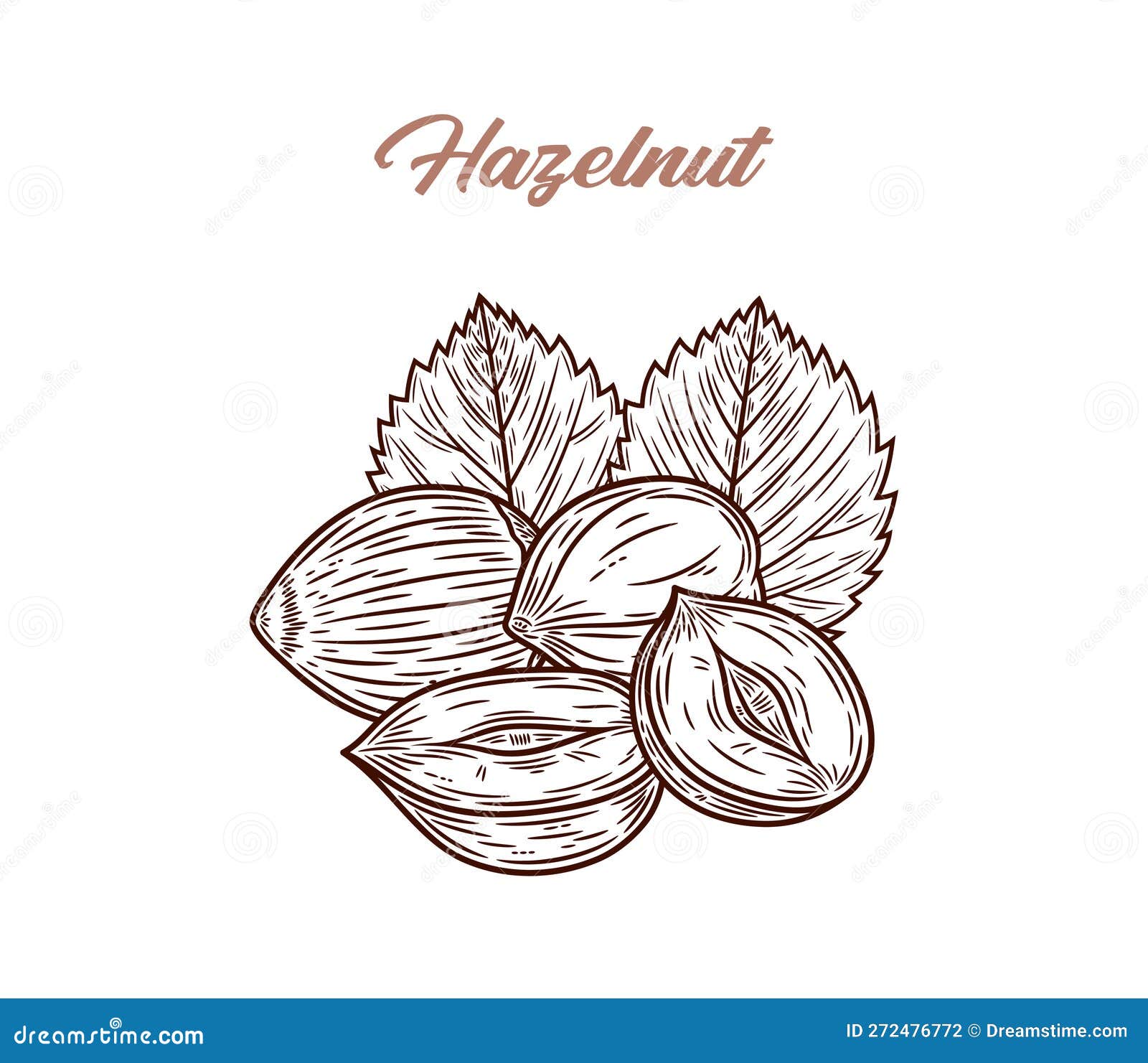 Vector Hazelnut Hand-drawn Illustration Stock Illustration ...