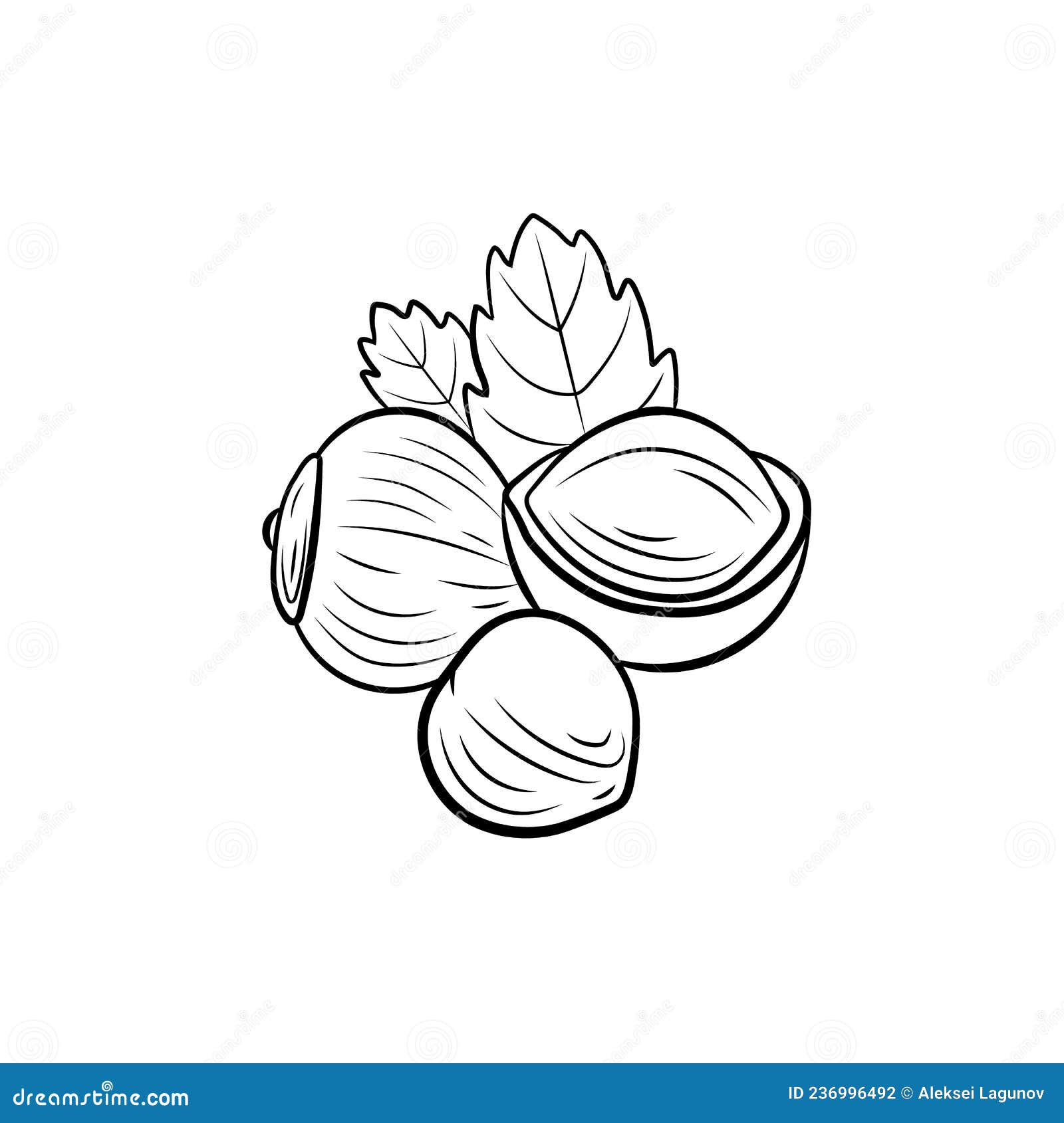Vector Hazelnut Illustration, Nuts Group with Leaves Isolated on White ...