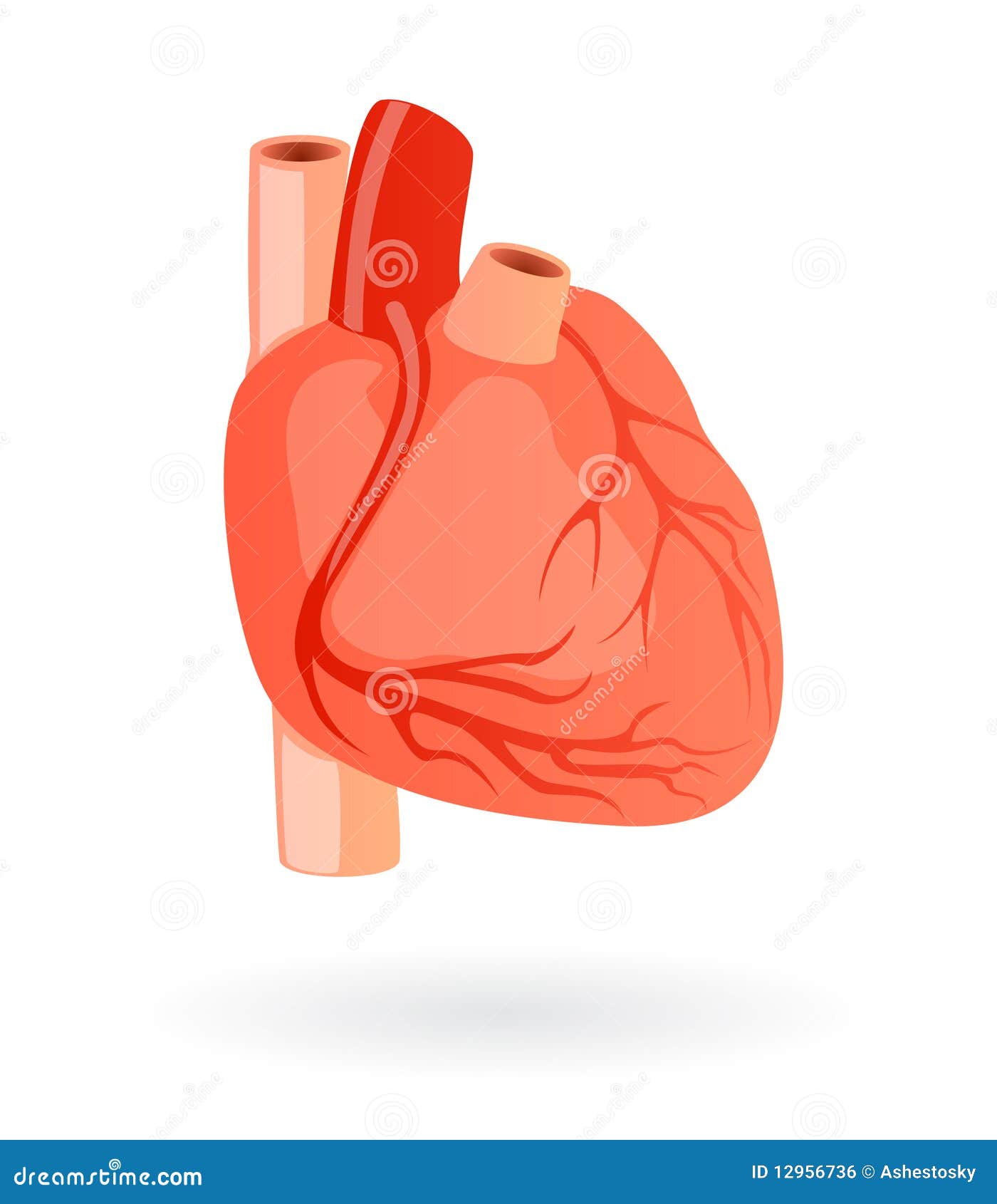 Vector heart isolated stock vector. Illustration of veins - 12956736