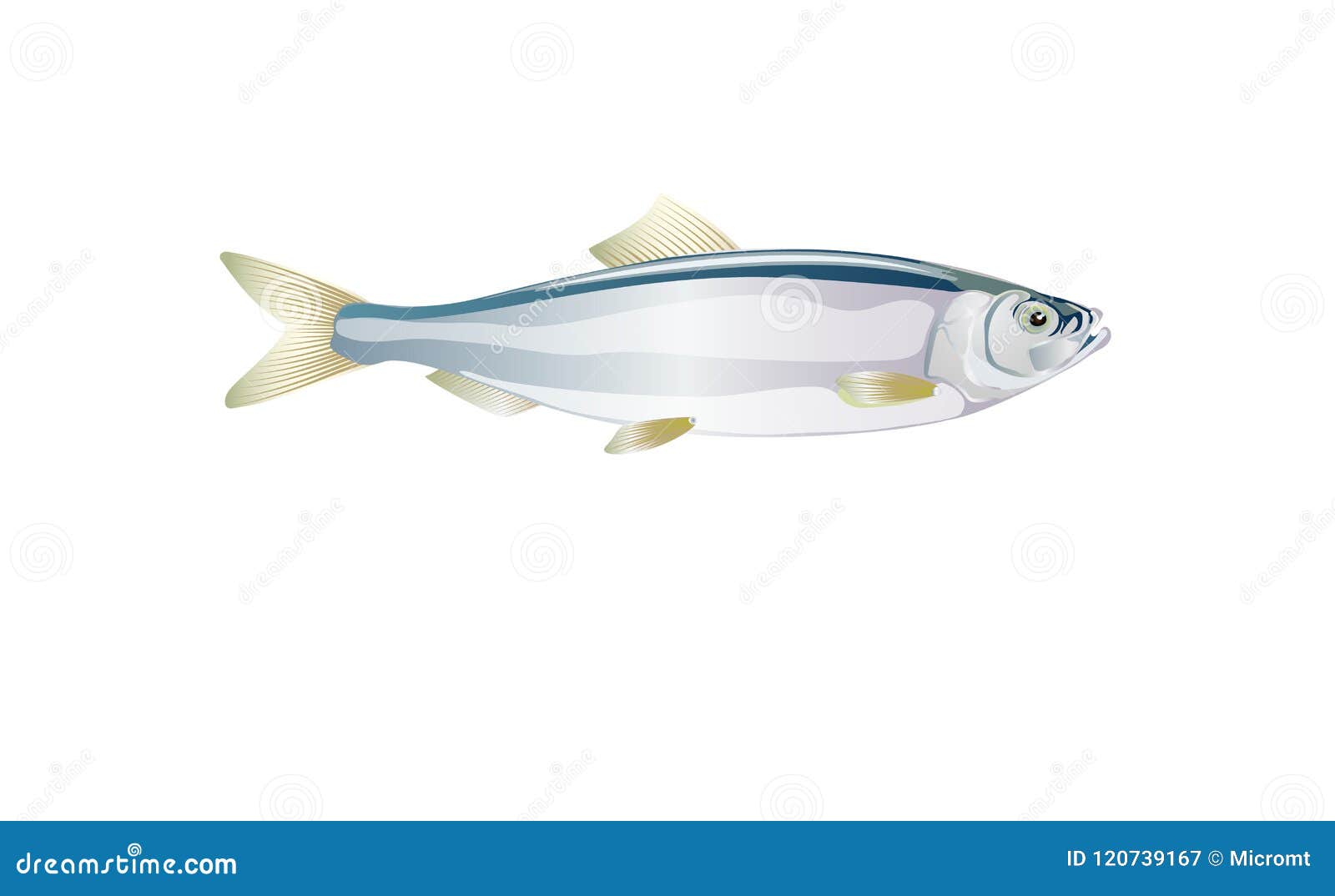 Vector Herring. Shad Baltic, Fish for Design Seafood Packaging and ...