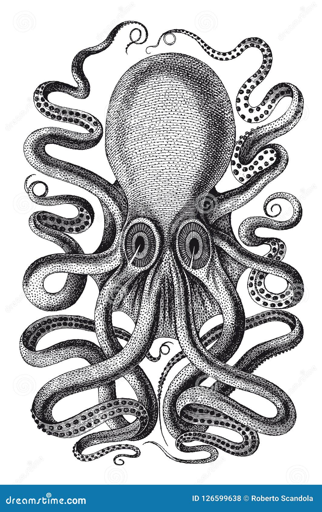 Vector High Detail Octopus Engraving Stock Vector - Illustration of ...