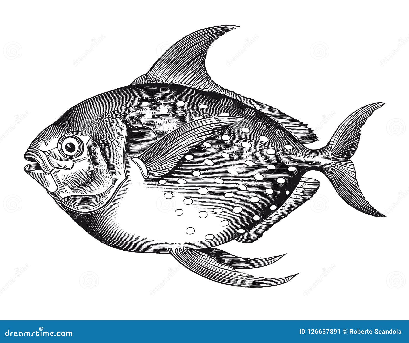Opah Cartoons, Illustrations & Vector Stock Images - 39 Pictures to ...