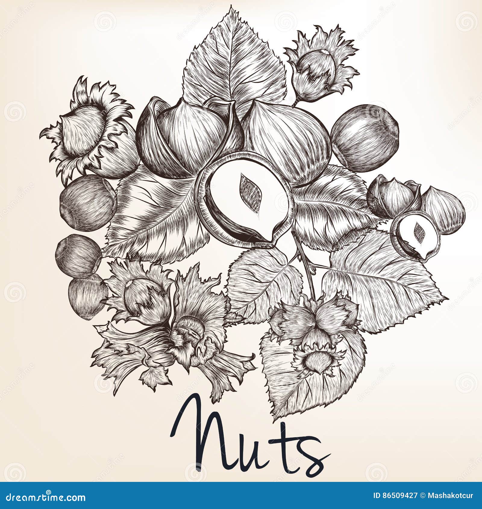 Vector High Detailed Hand Drawn Nuts in Engraved Style Stock Vector ...