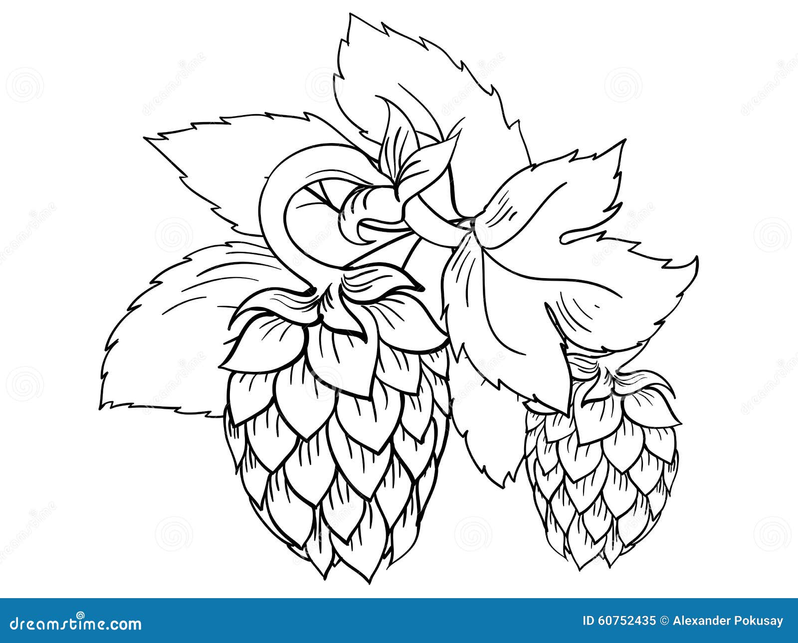 Vector Hops Plant Sketches Set Isolated On White Background, Black ...