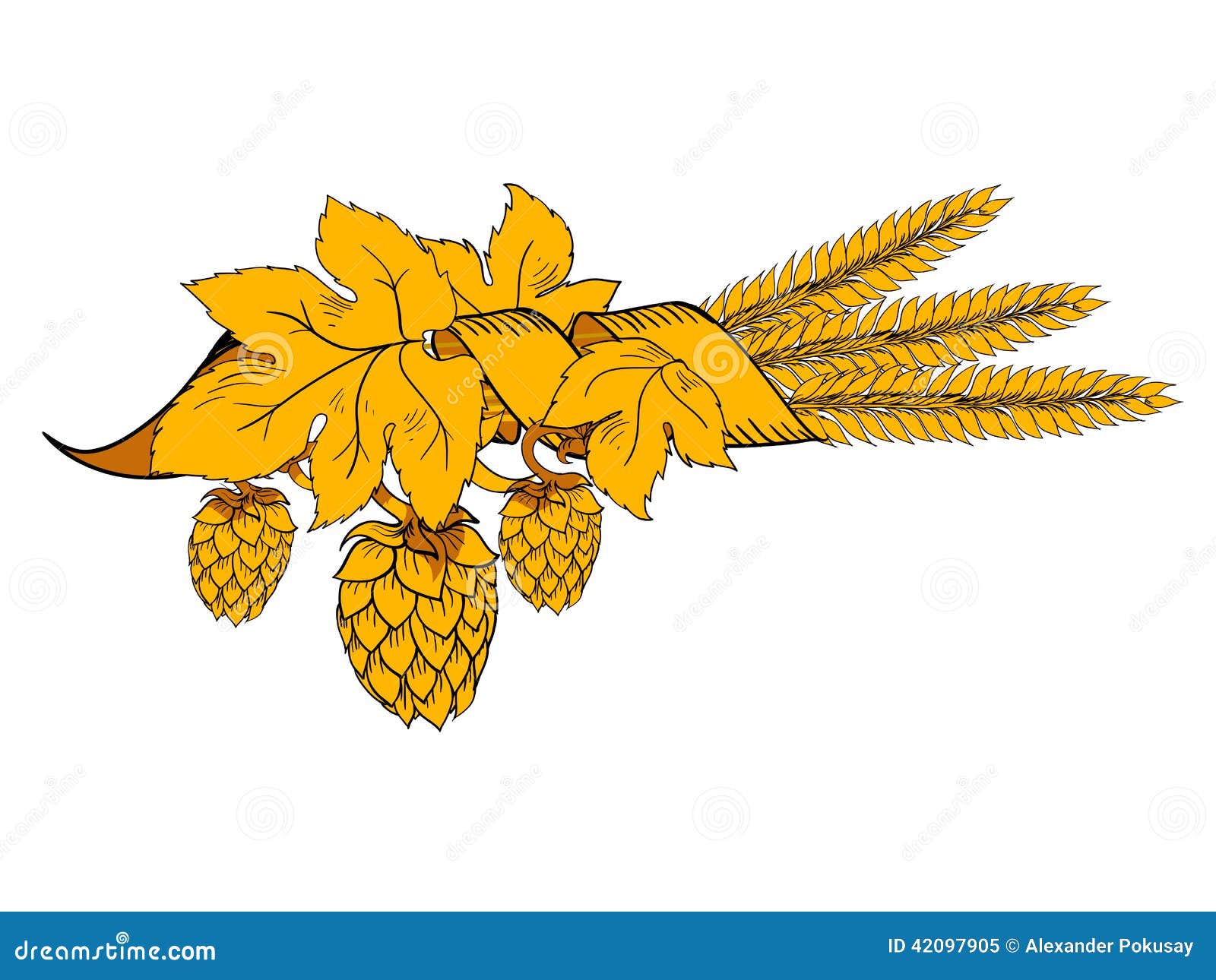 Vector Hops Plant Sketches Set Isolated On White Background, Black ...