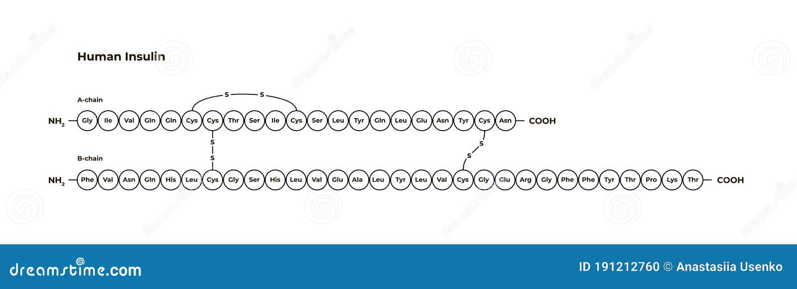 Vector Hormones Minimalistic Banner Template. Insulin Linear Structure ...