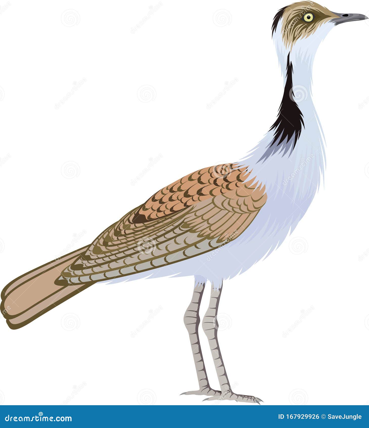 Vector Houbara Bustard African Houbara Illustration Stock Vector ...