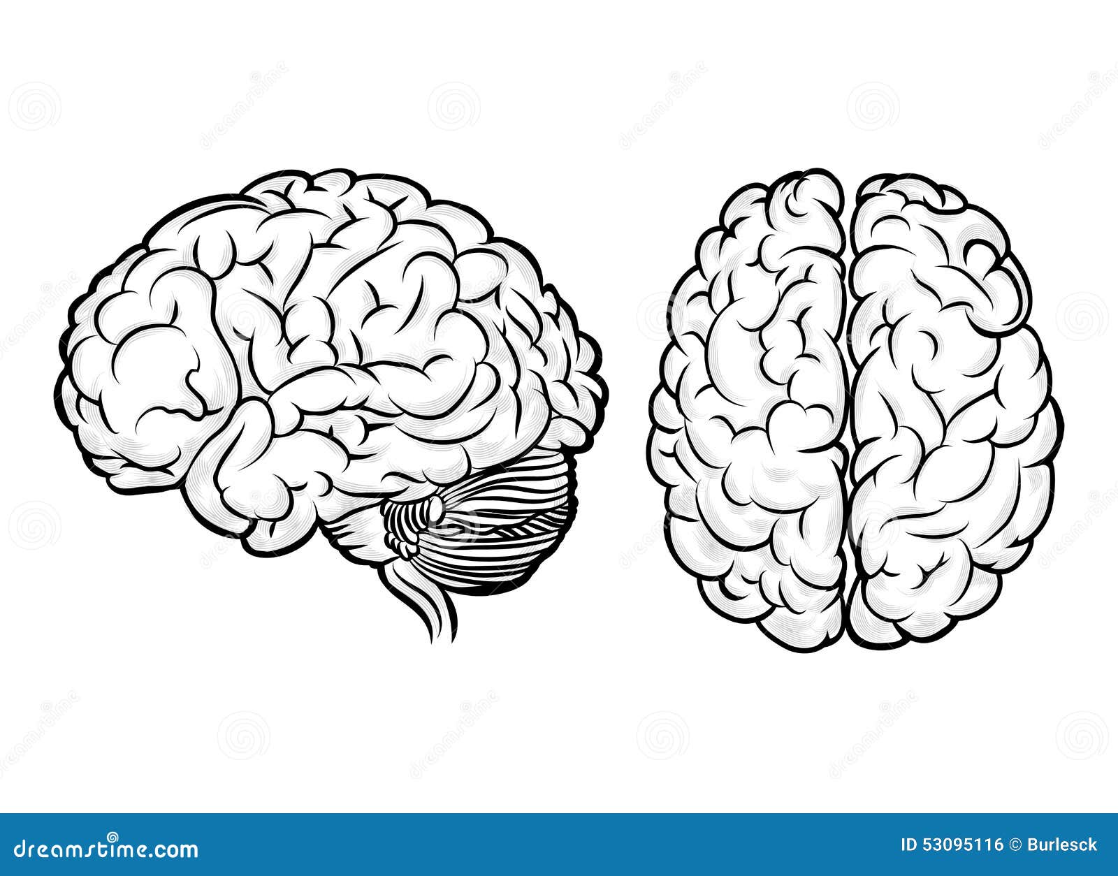 Human Brain.Multi-colored 3d Vector Drawing Illustration Of Human Brain ...