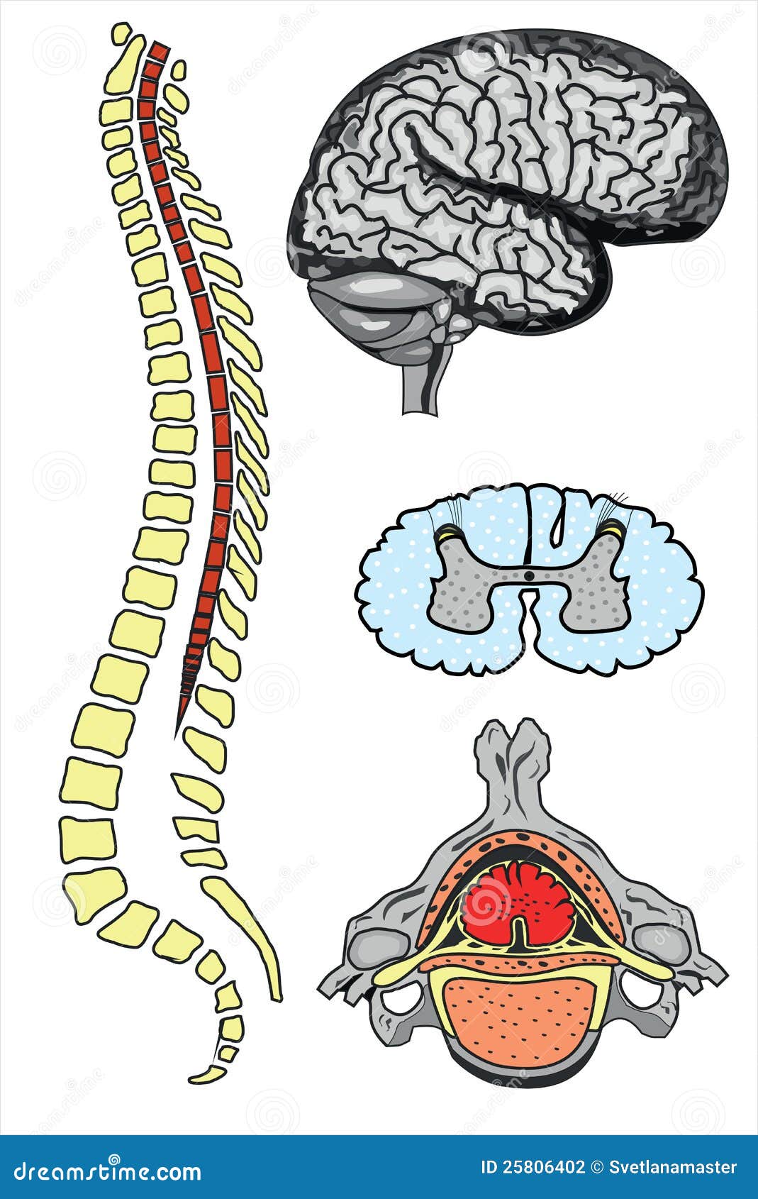 Vector Human Brain and Spine Stock Vector - Illustration of brain ...