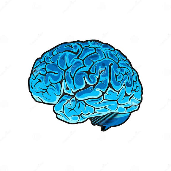 Human brain Blue stock vector. Illustration of graphic - 212126399