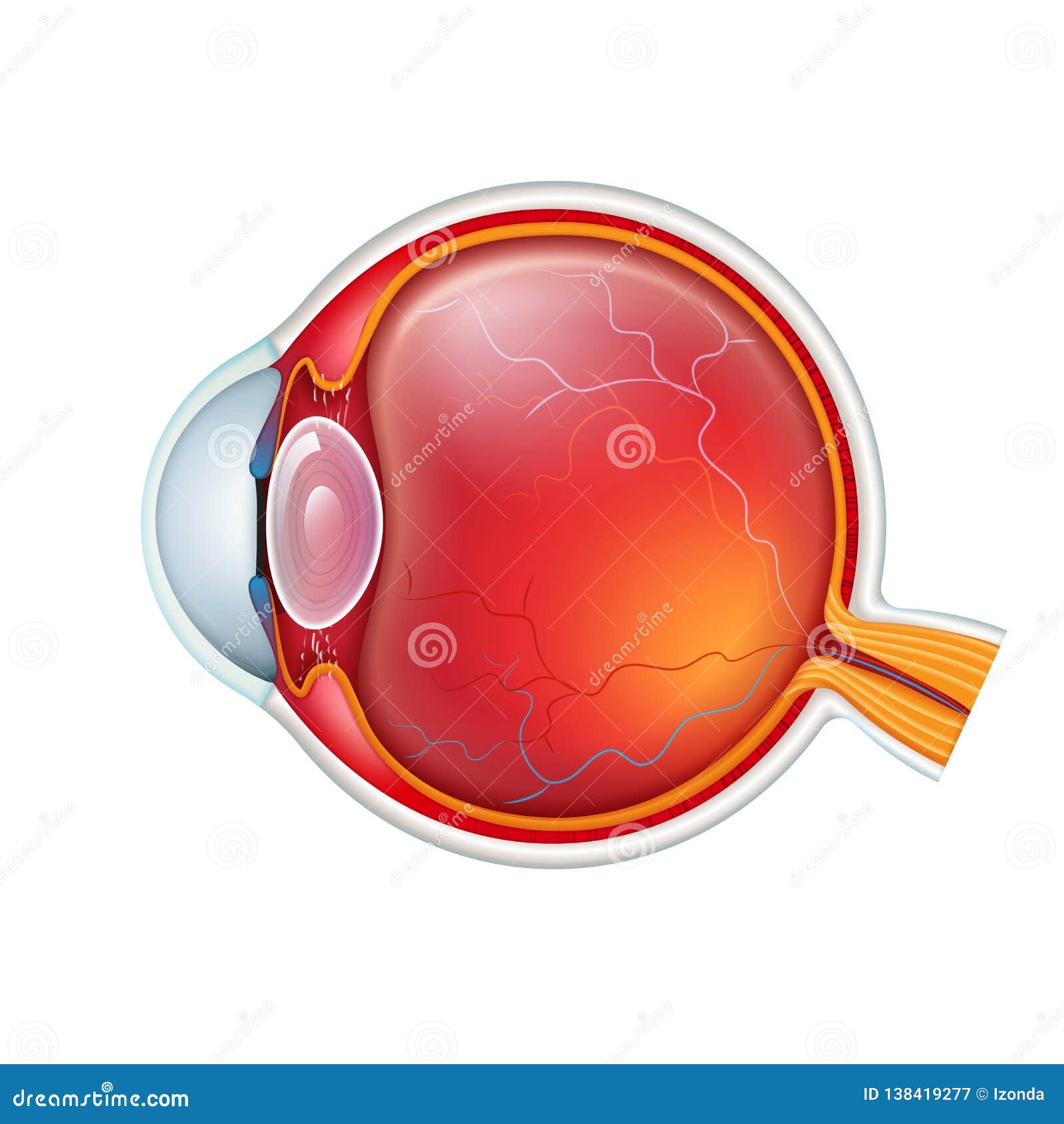 Cartoon Eye Side View