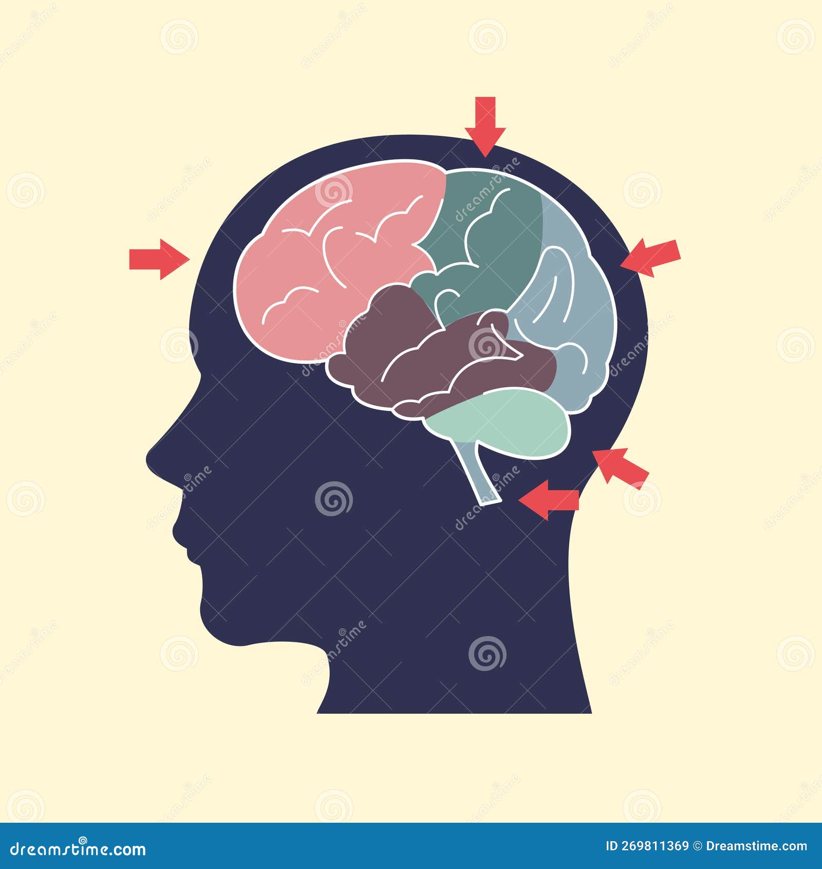 Head and brained stock vector. Illustration of biology - 269811369