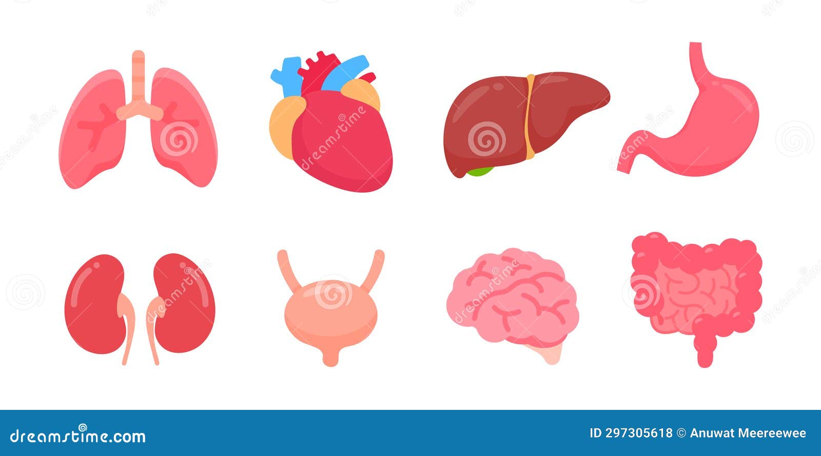Vector Human Organs. Human Body Internal Parts Concept of Study of Body ...