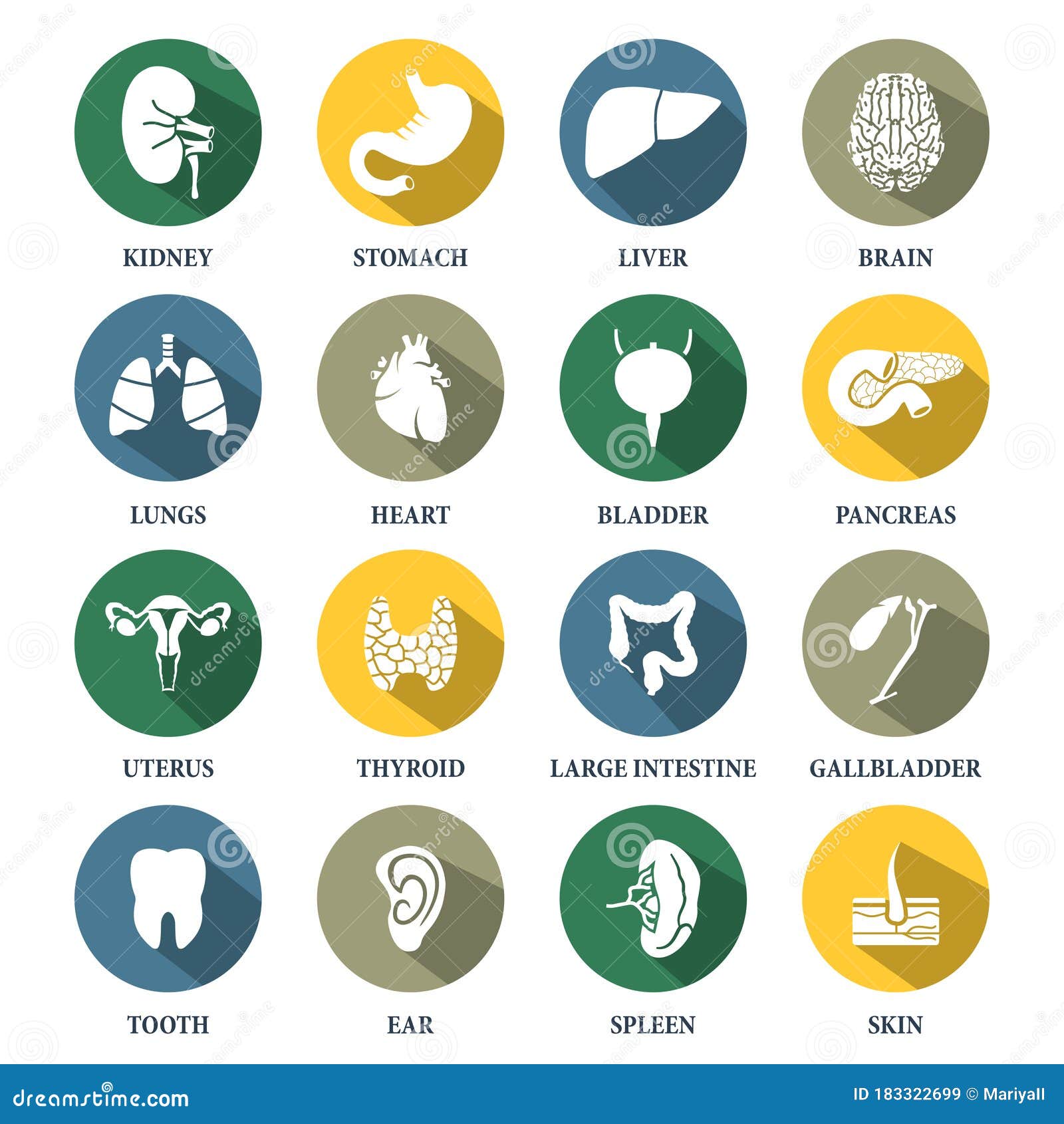 Vector Human Organs Icons Set.Vector Symbols. Vector Illustration Stock ... Vector Human Organs Icons Set.Vector Symbols. Vector Illustration Stock ...