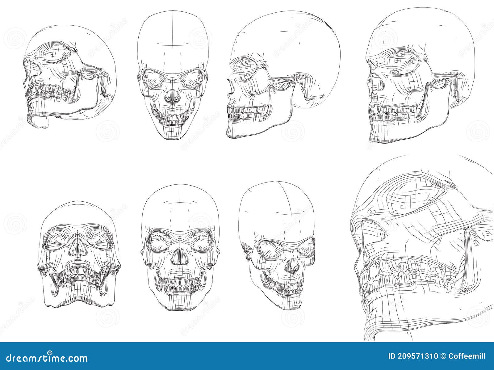 Vector Human Skull from Contour Lines and Paths on White Background ...