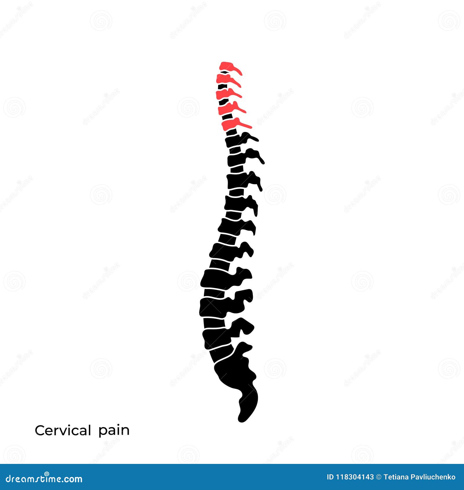 Vector Human Spine Structure Stock Vector Illustration Of Doctor