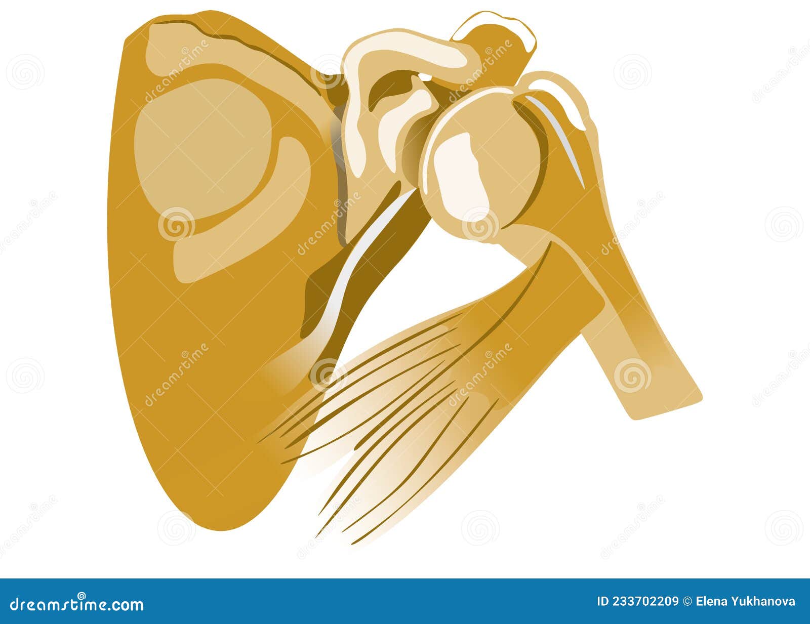 Vector Humerus Bones Human Medicine Muscle Illustration Arm Stock ...