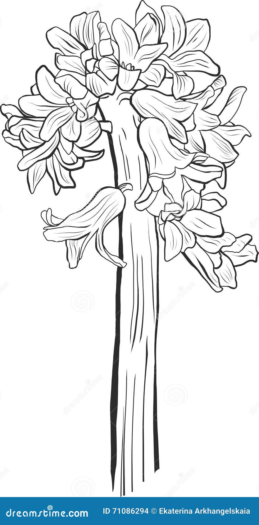 Vector Hyacinth Flowers at Stem Stock Vector - Illustration of outline ...