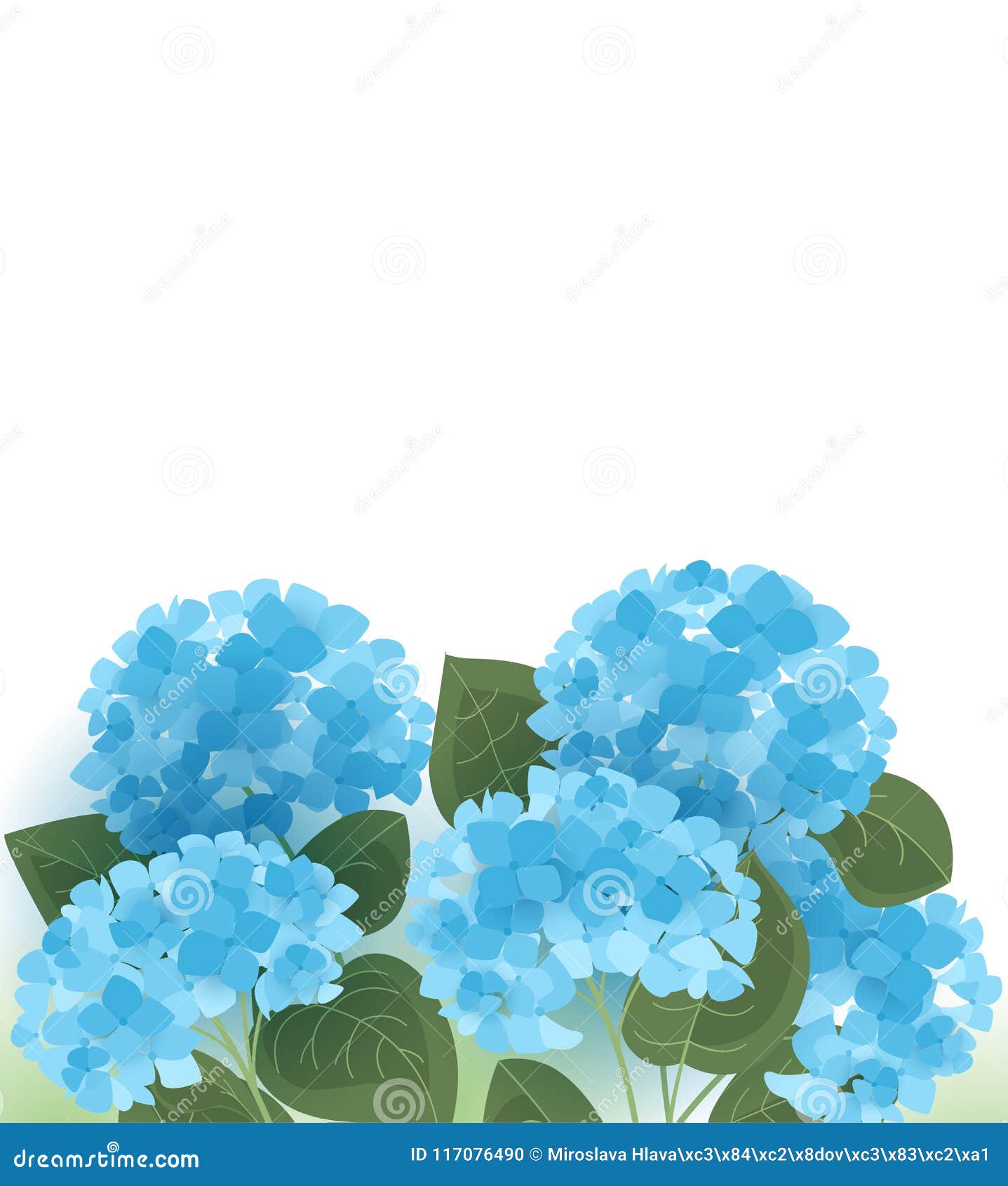 Vector hydrangea flower stock vector. Illustration of bloom - 117076490