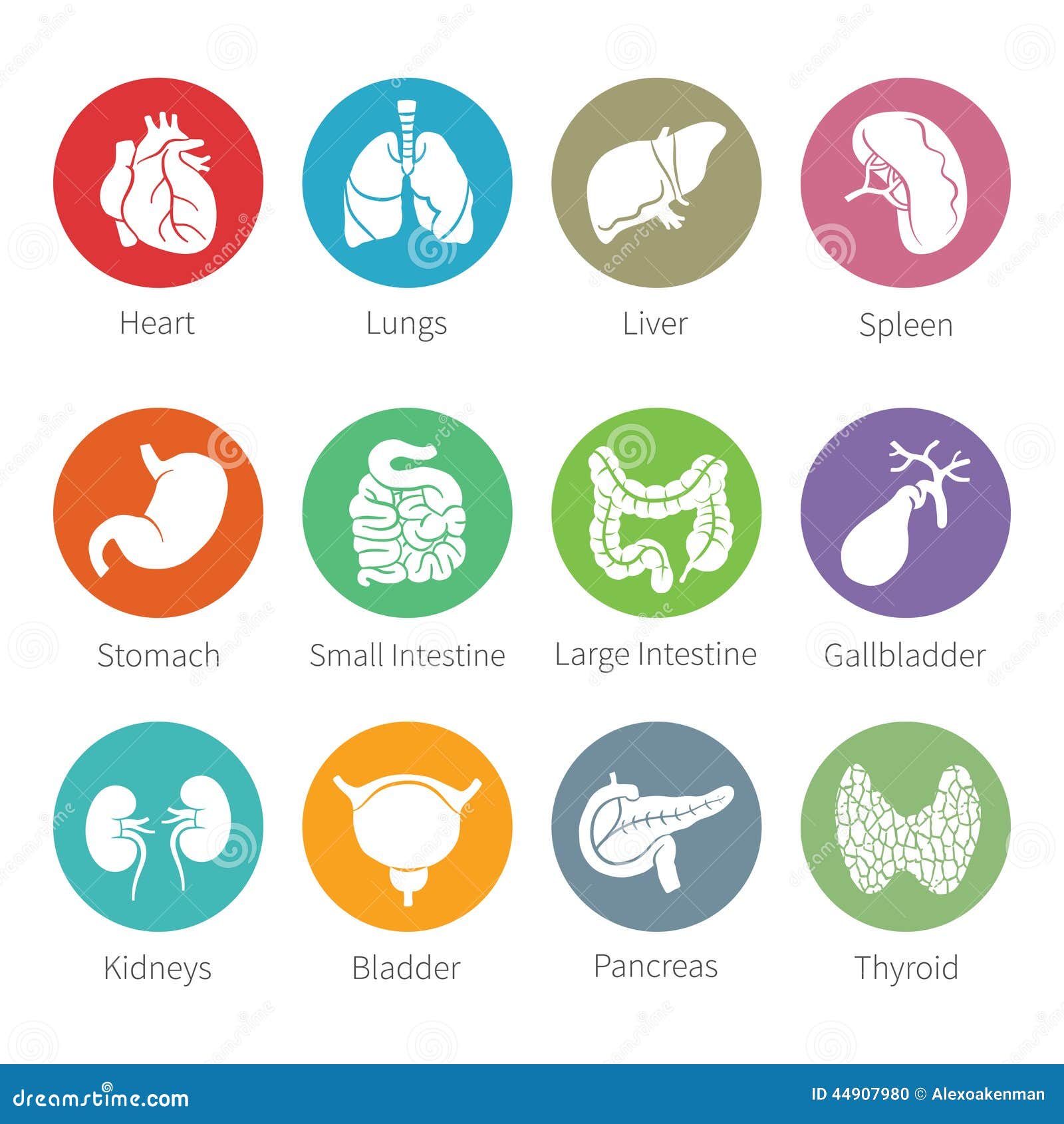 Internal Organs Icon Stock Illustrations – 6,884 Internal Organs Icon ...