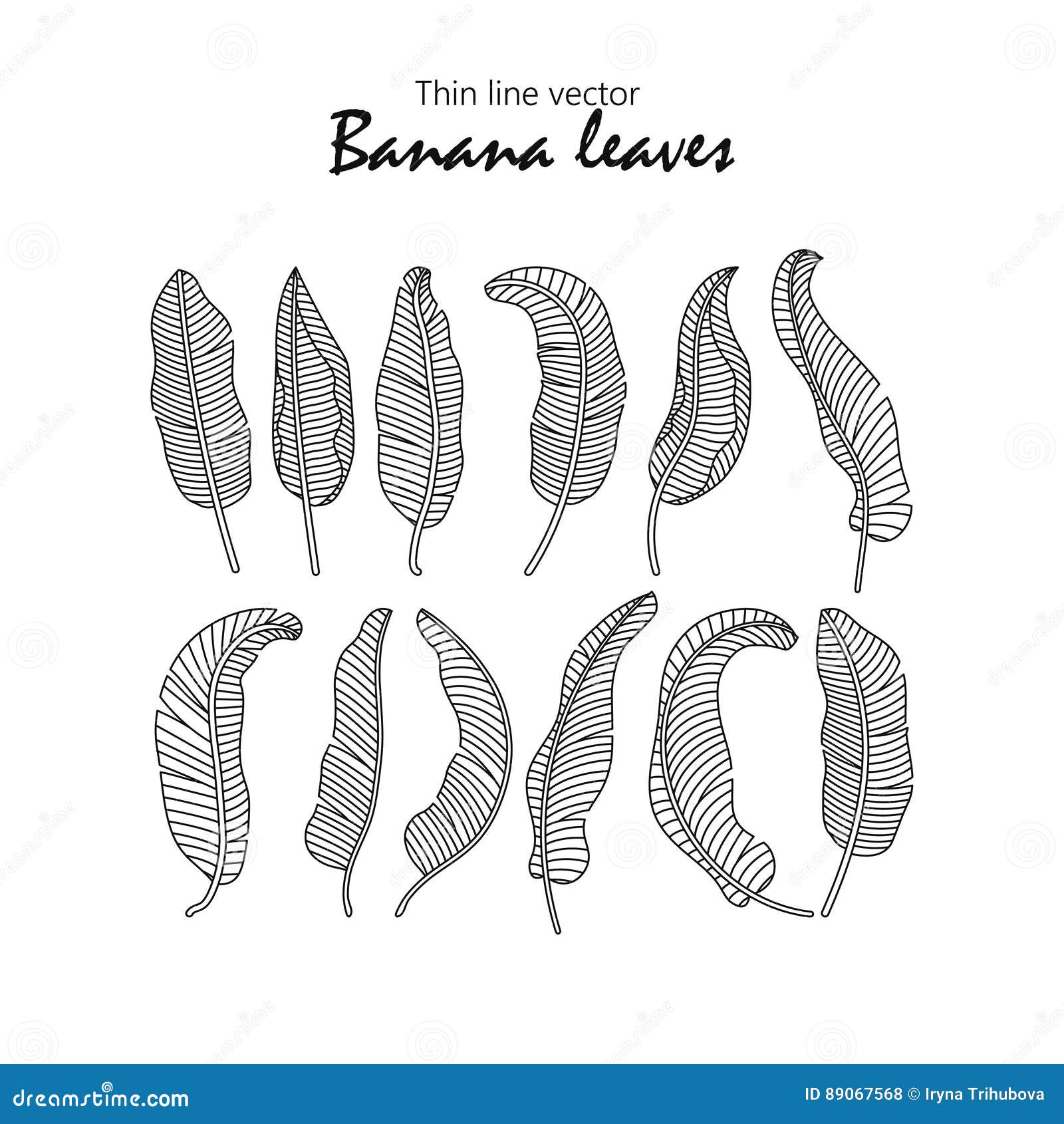 Vector Icons Tropical Banana Leaves. Stock Vector - Illustration of ...