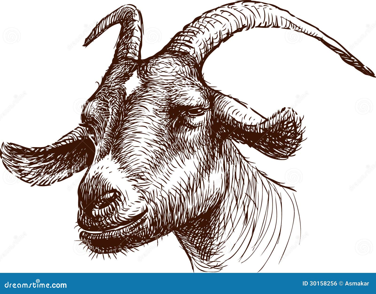 Testa della capra illustrazione vettoriale. Illustrazione di nero ...