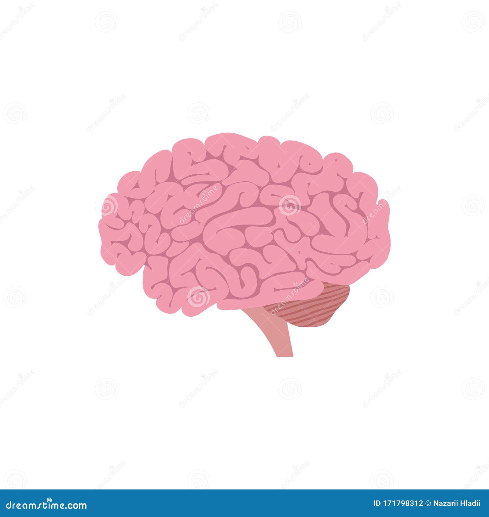 Vector Illstration of Brain. Flat Design. Isolated. Stock Vector ...