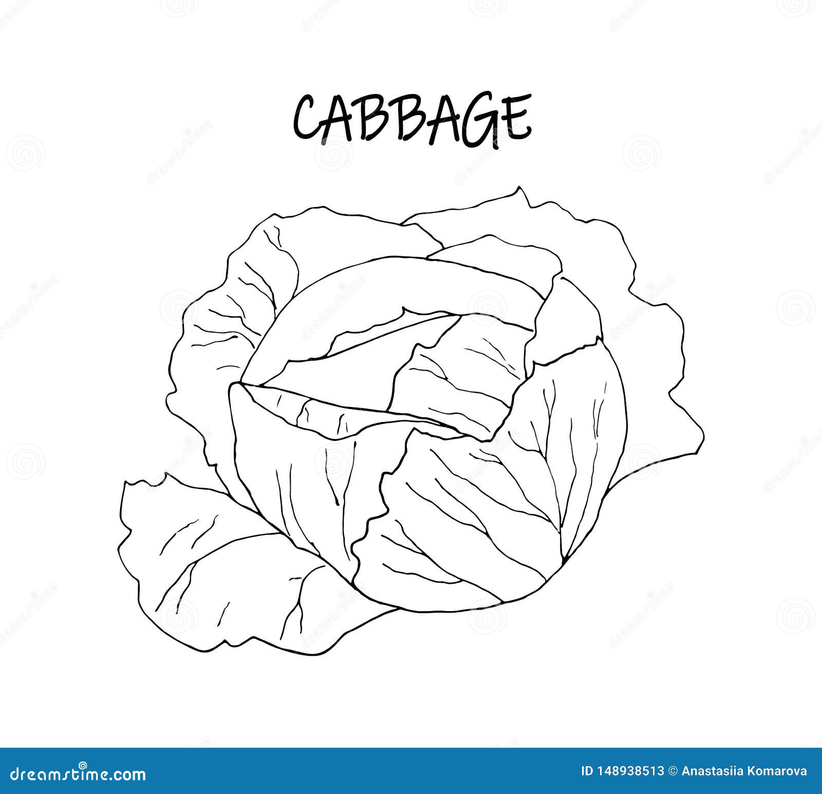 Vector Illstration of Cabbage. Linear Drawing of Vegetable Stock Vector ...