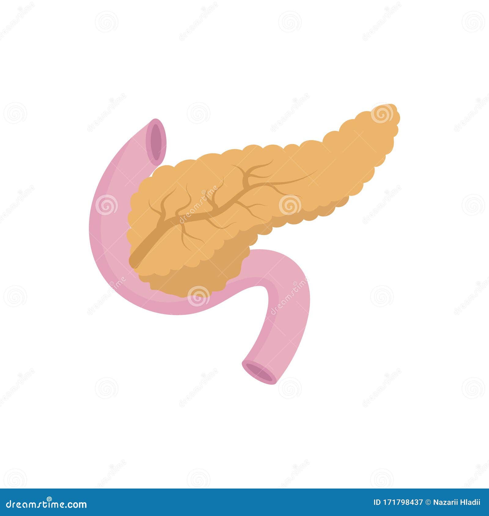 Vector Illstration of Pancreas . Flat Design. Isolated. Stock Vector ...