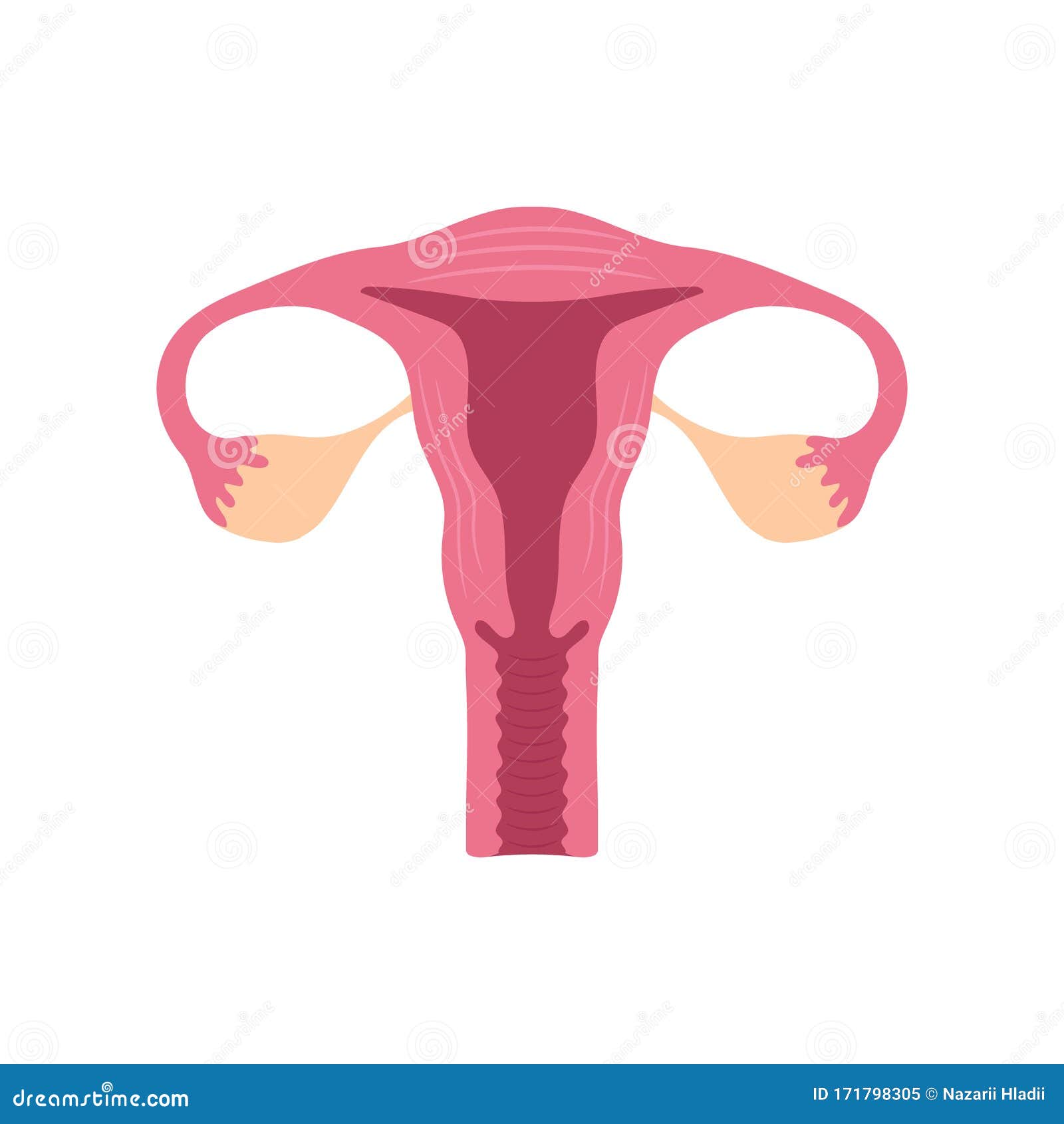 Vector Illstration of Uterus. Flat Design. Isolated. Stock Vector ...