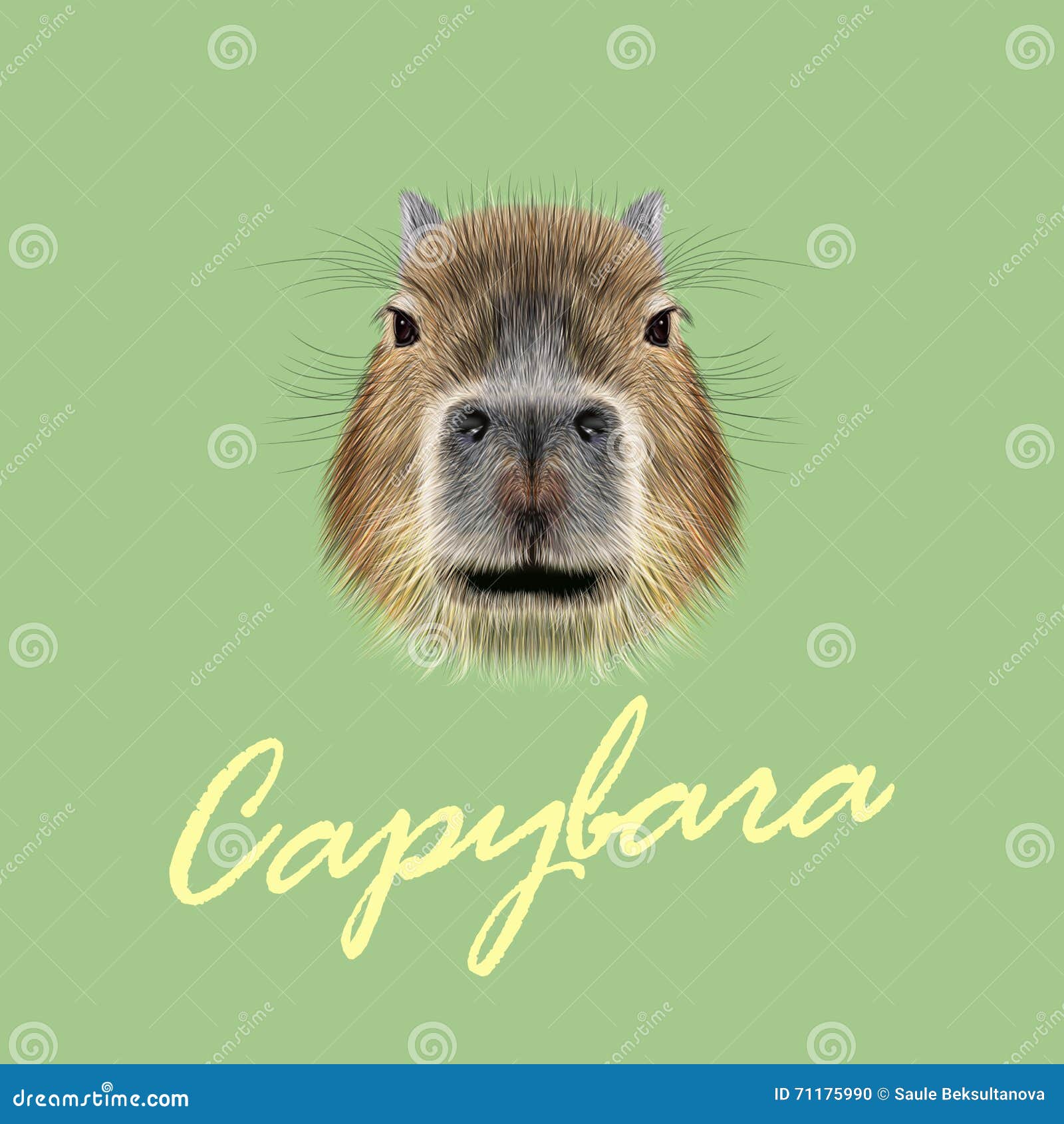 Capybara Wild Animal On Isolated Background Vector Illustration ...