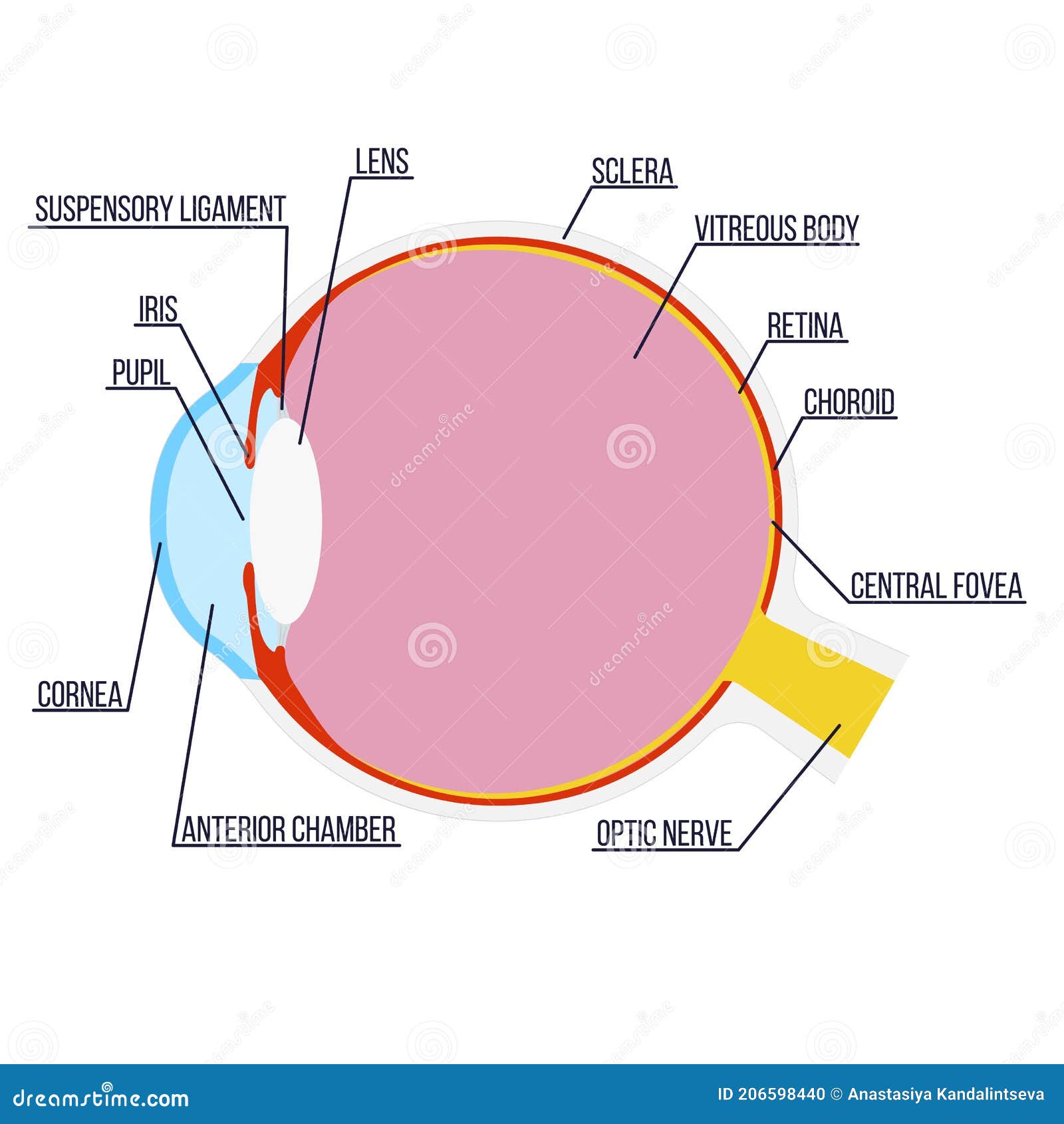 Vector Illustration: Anatomical Structure of the Eye with Captions ... Vector Illustration: Anatomical Structure of the Eye with Captions ...