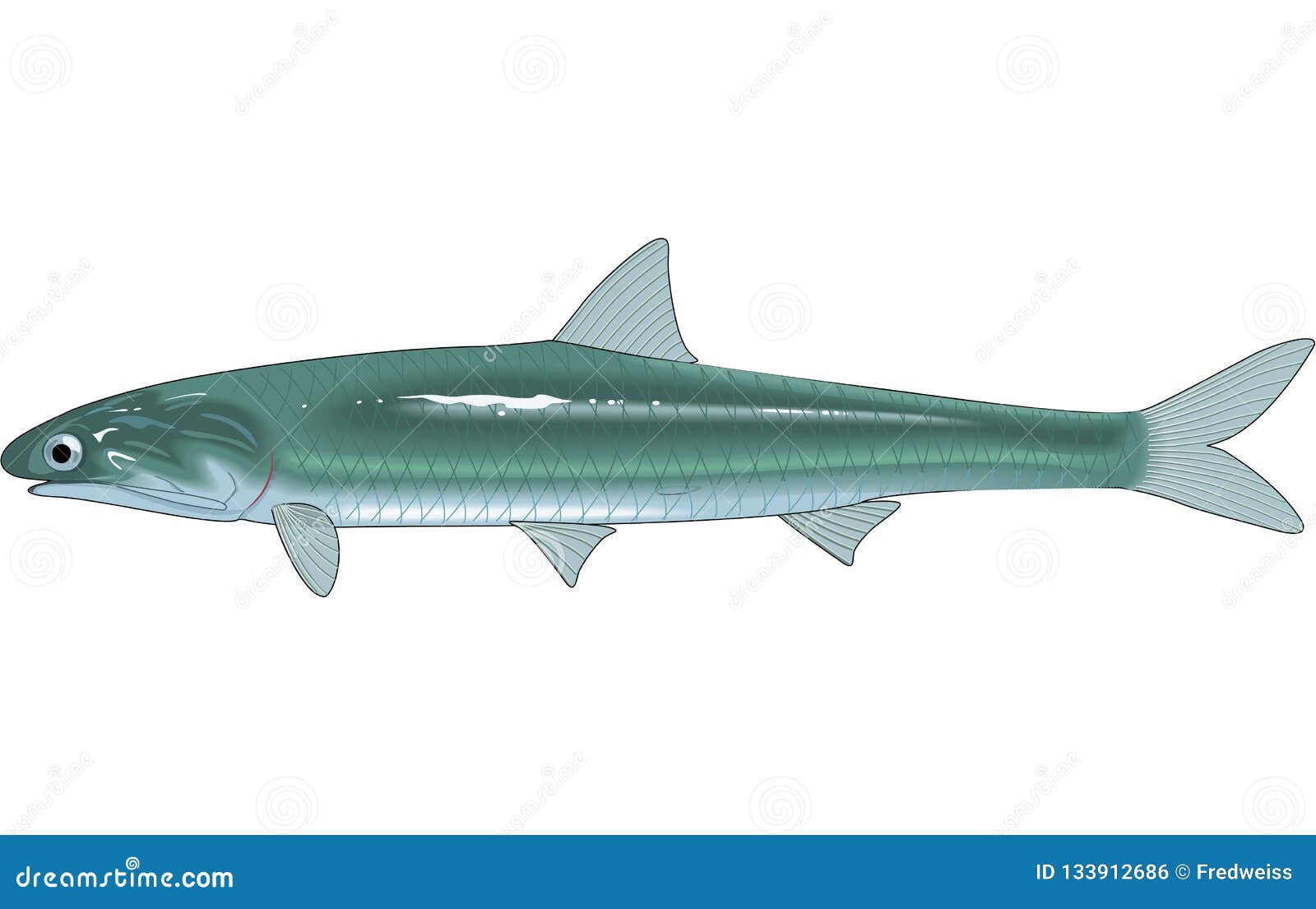 Anchovy Swimming Illustration | CartoonDealer.com #133912686