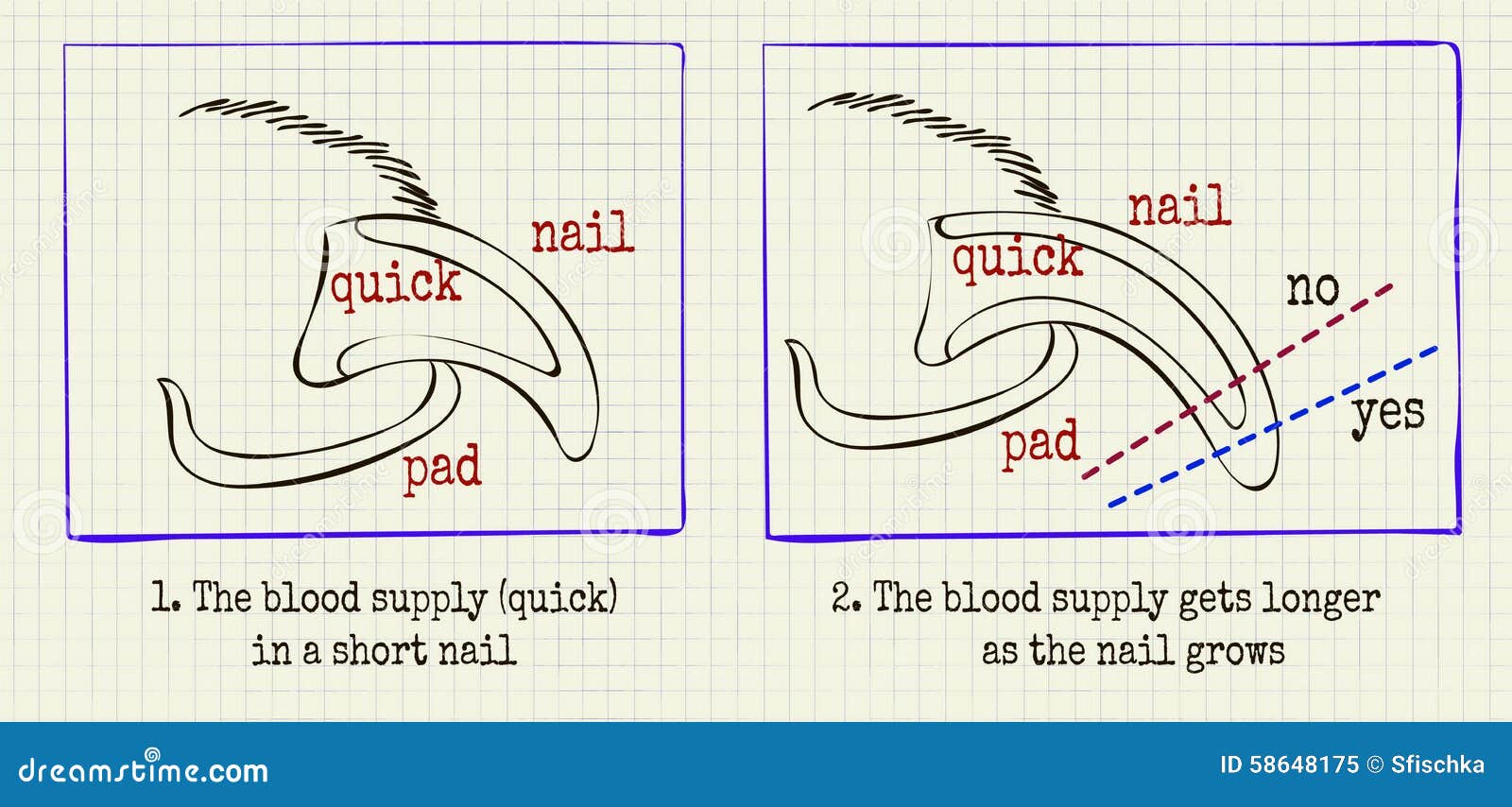 Vector Illustration Animal Grooming Claws Stock Vector - Illustration ...